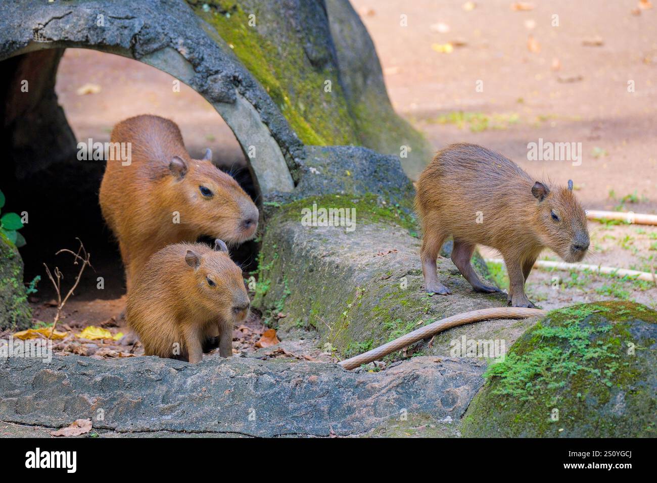 The capybara or greater capybara Stock Photo - Alamy