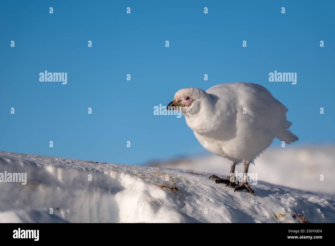 Sheathbill on the snow in Antarctica. Chionis alba. Southern Oce Stock ...