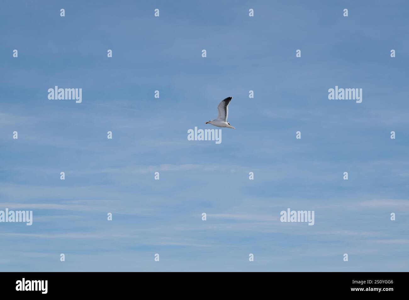 Seabirds flying in the sky at dawn. Antarctica sky Stock Photo - Alamy