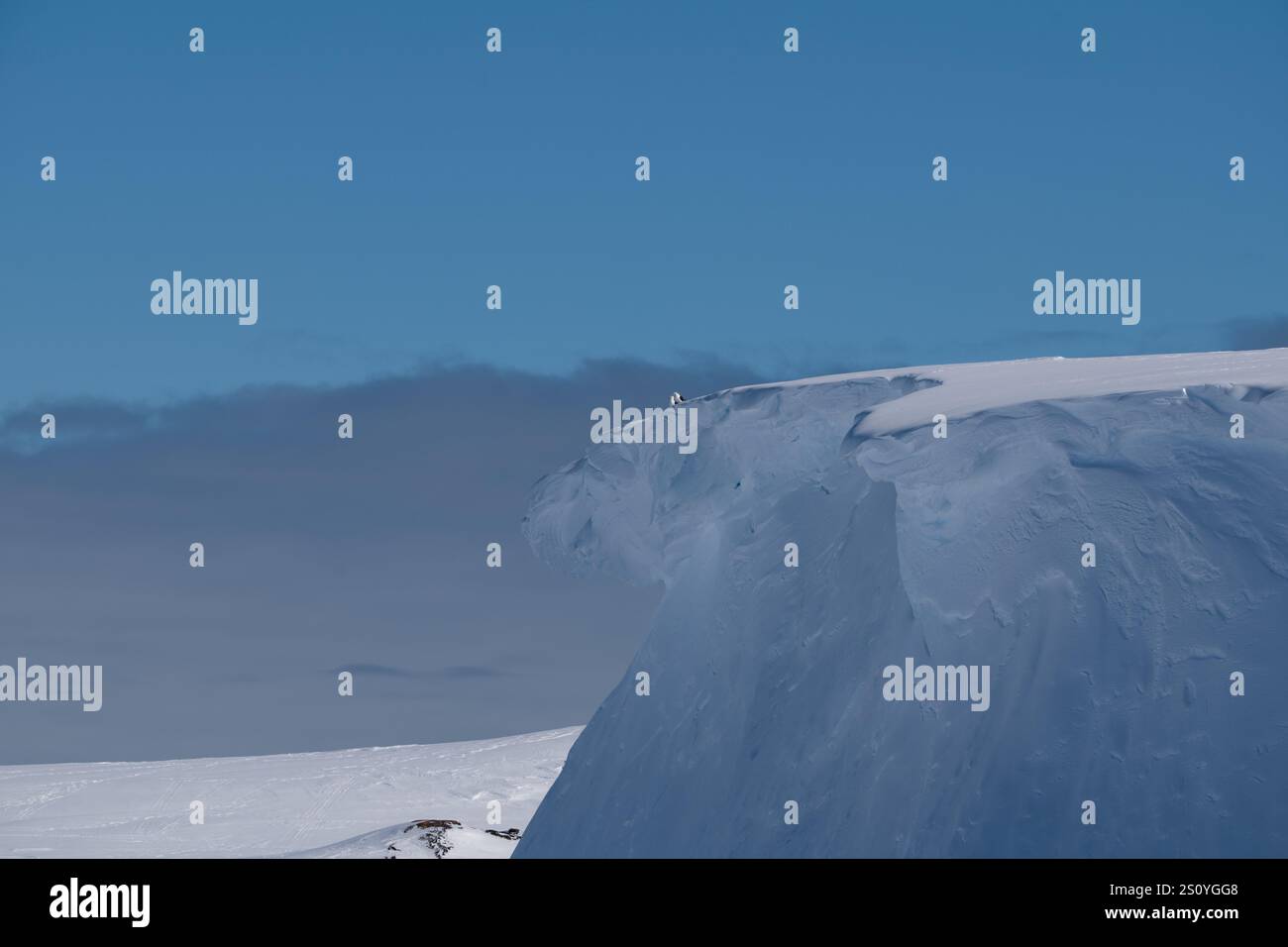 Endless snow. Snow in Antarctica. Winter snow background. Textur Stock ...