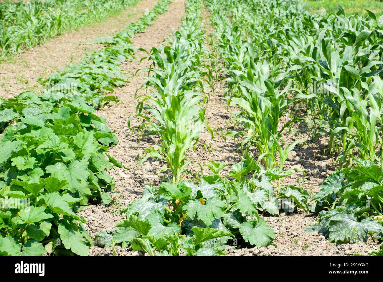 Vegetable garden with zucchini and corn. Vegetable beds Stock Photo - Alamy