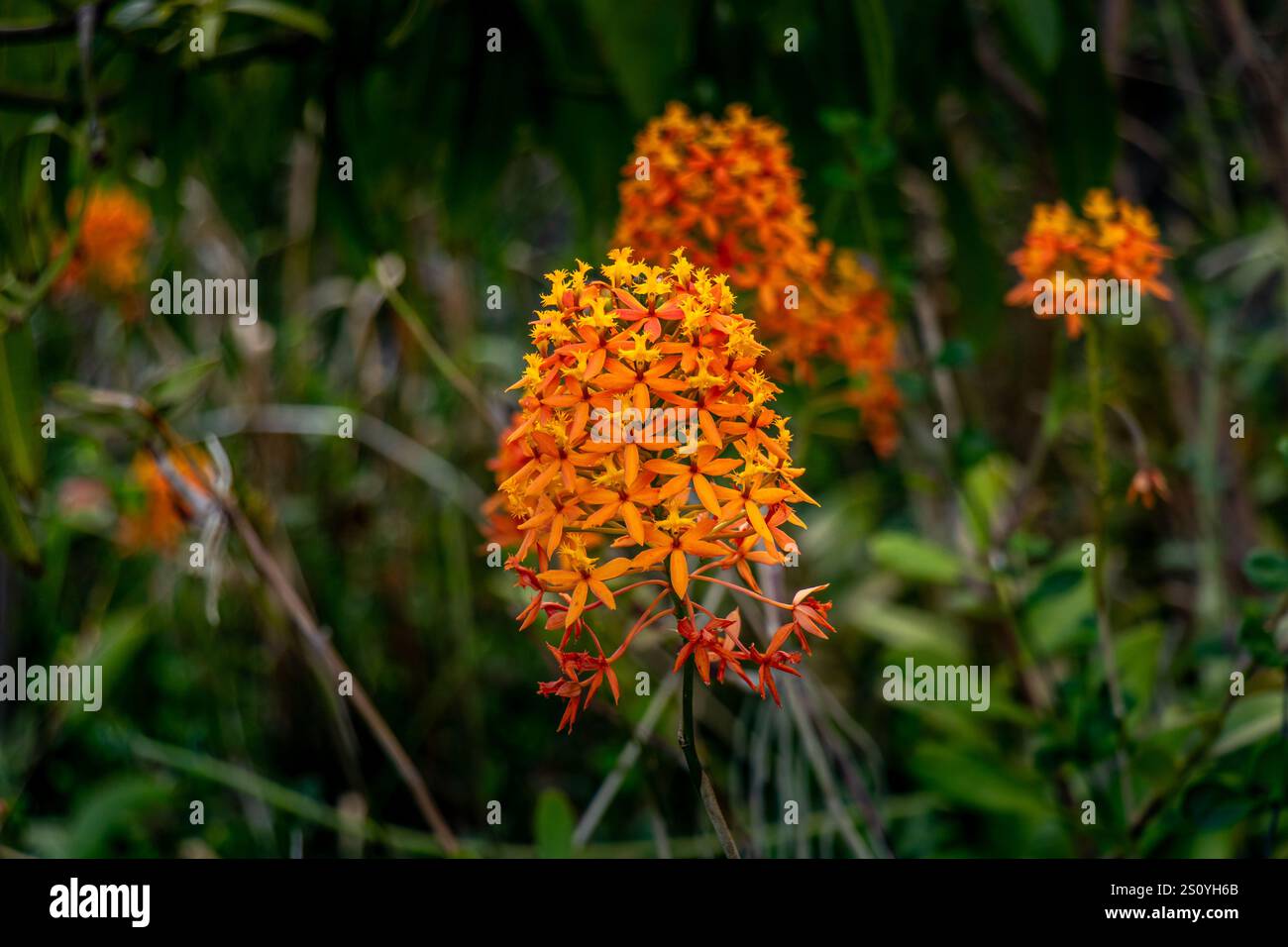 Clusters of vibrant flowers hi-res stock photography and images - Alamy