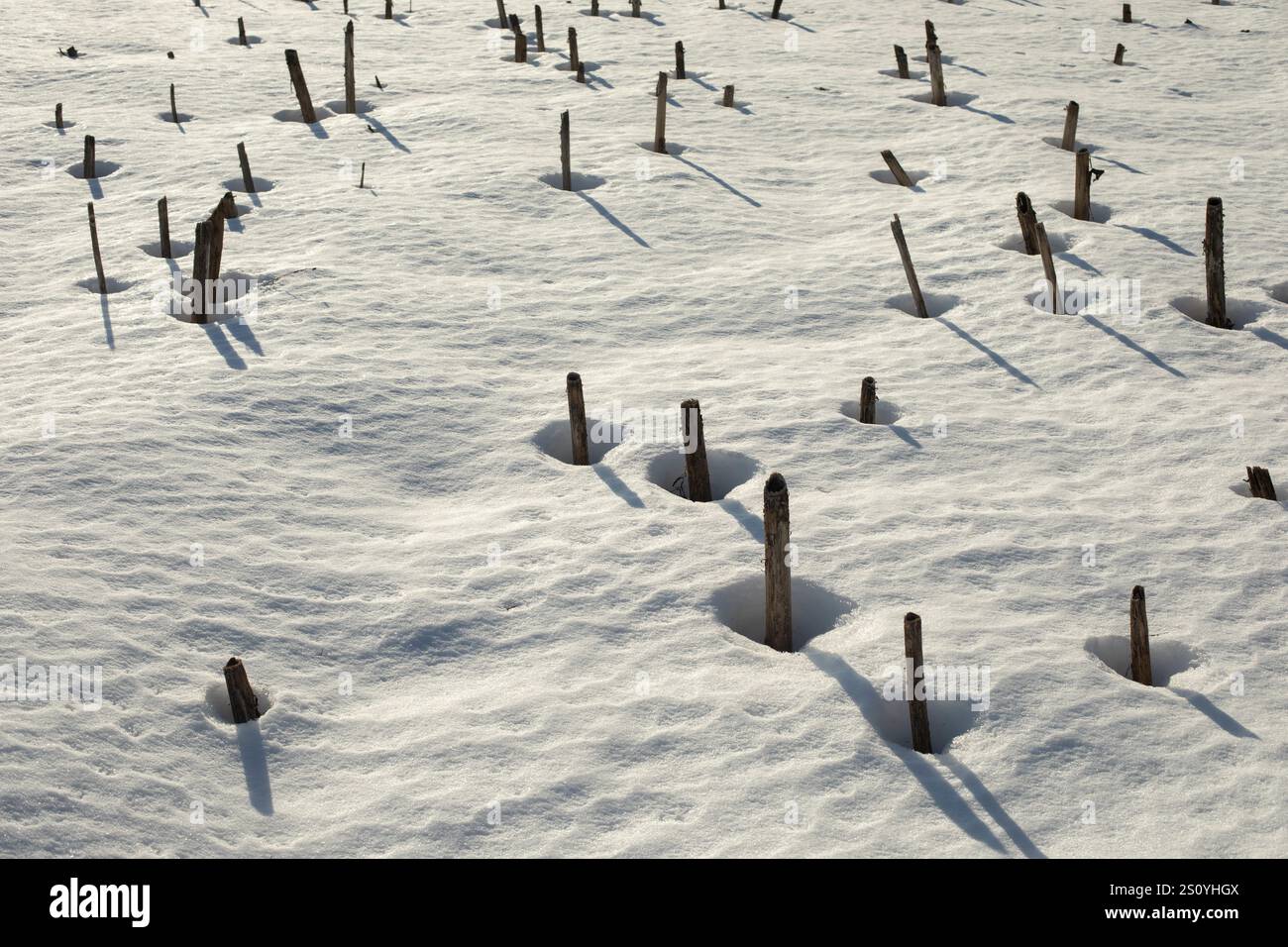 Sticks sticking out of the snow. Hogweed in winter. Broken Plants ...