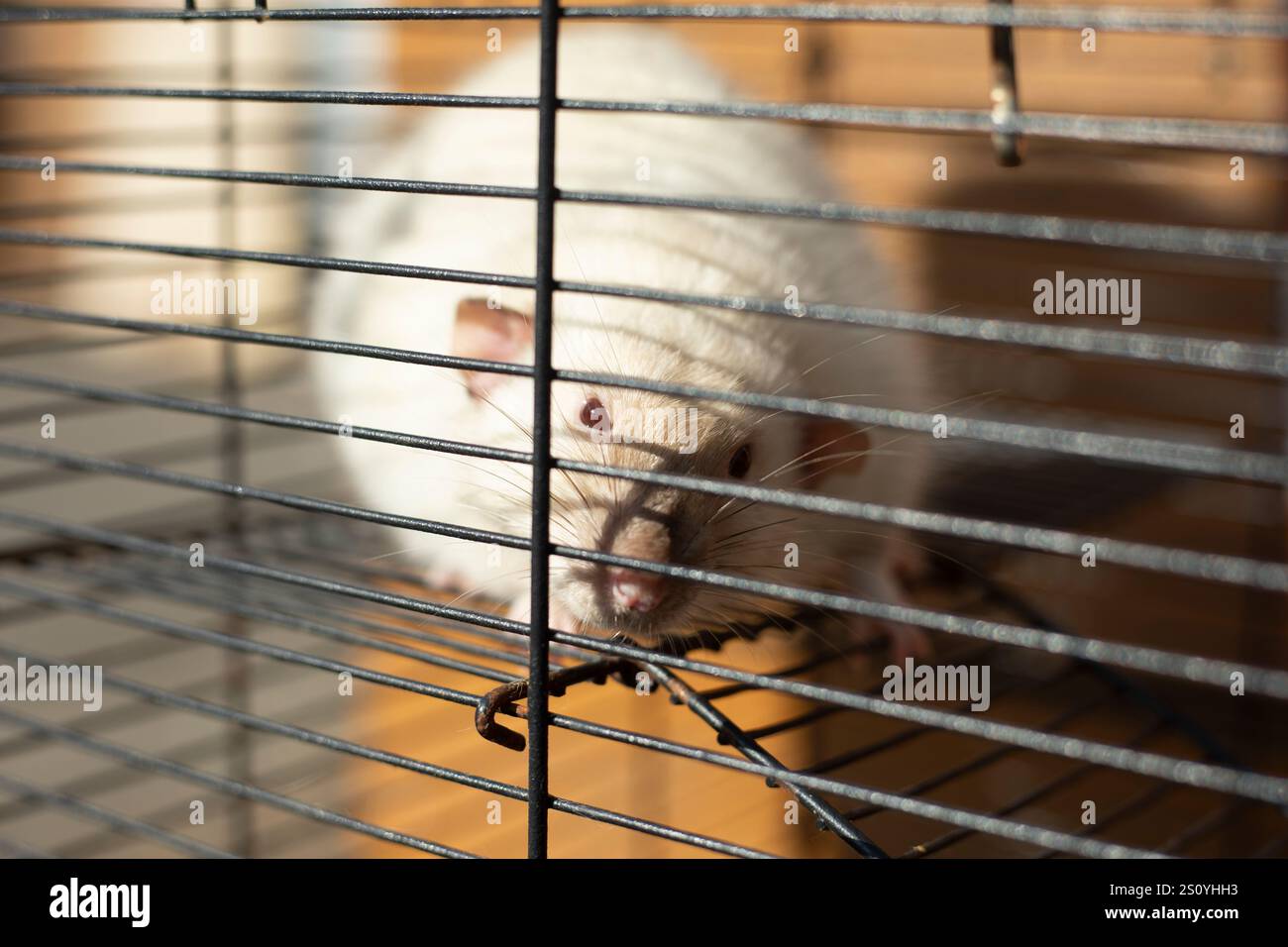Rat in a cage. Mouse Behind Bars. Pet cage. White rat Stock Photo - Alamy