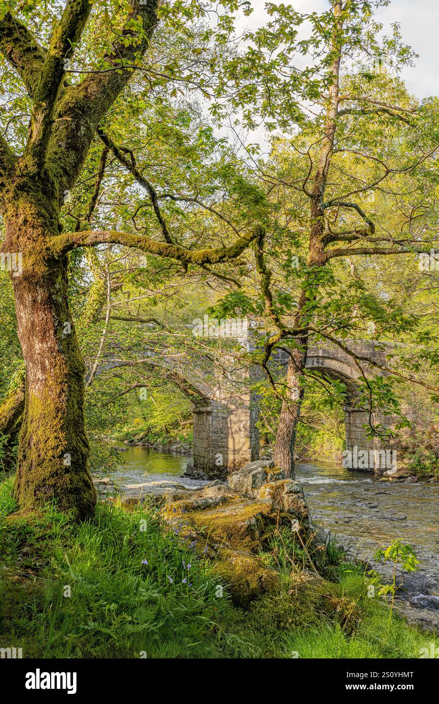 Riverside oak forest at the Steps Bridge, Dunsford Dartmoor National ...