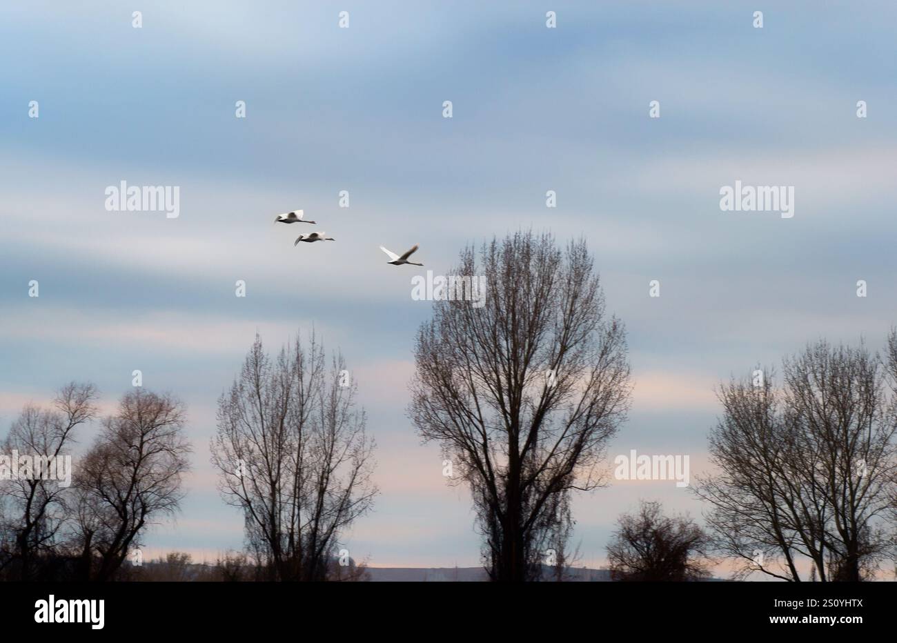 A white swan in a protected nature reserve. Beautiful white swans fly ...