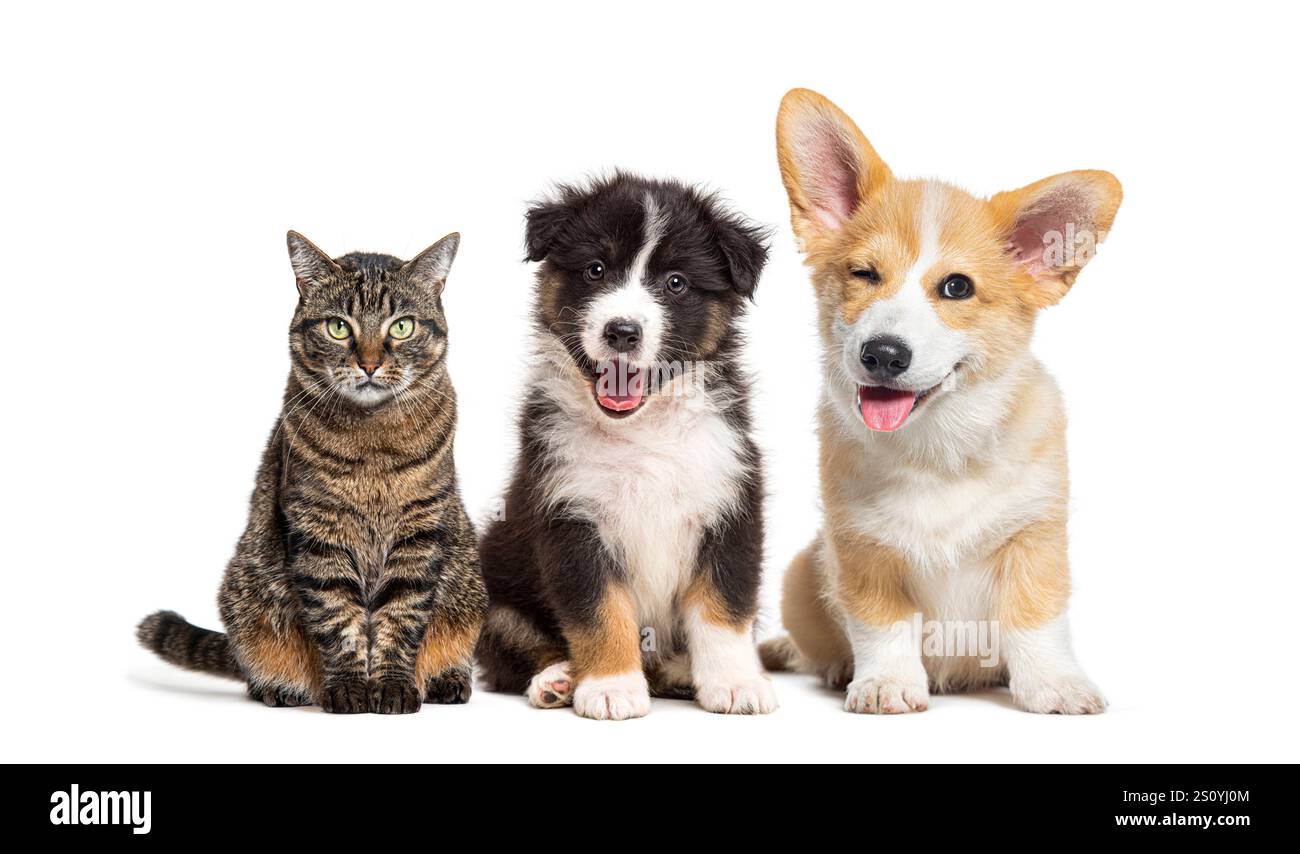 Cat and dogs sitting together and looking happy on a white background ...