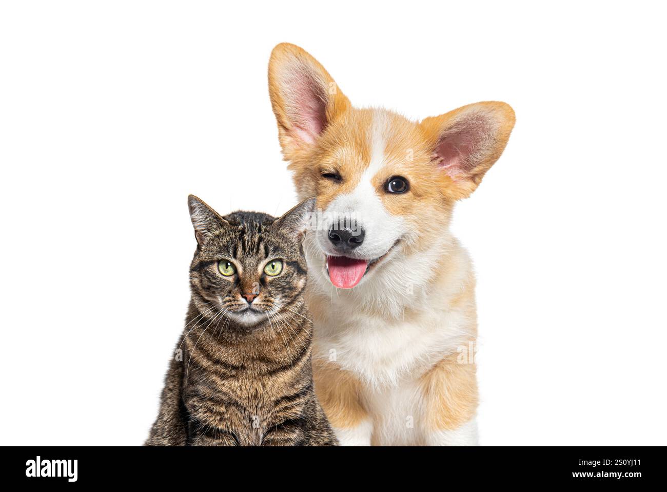 Pembroke welsh corgi puppy winking with its tongue out next to a ...