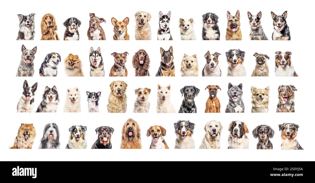 Face husky dog in Cut Out Stock Images & Pictures - Alamy