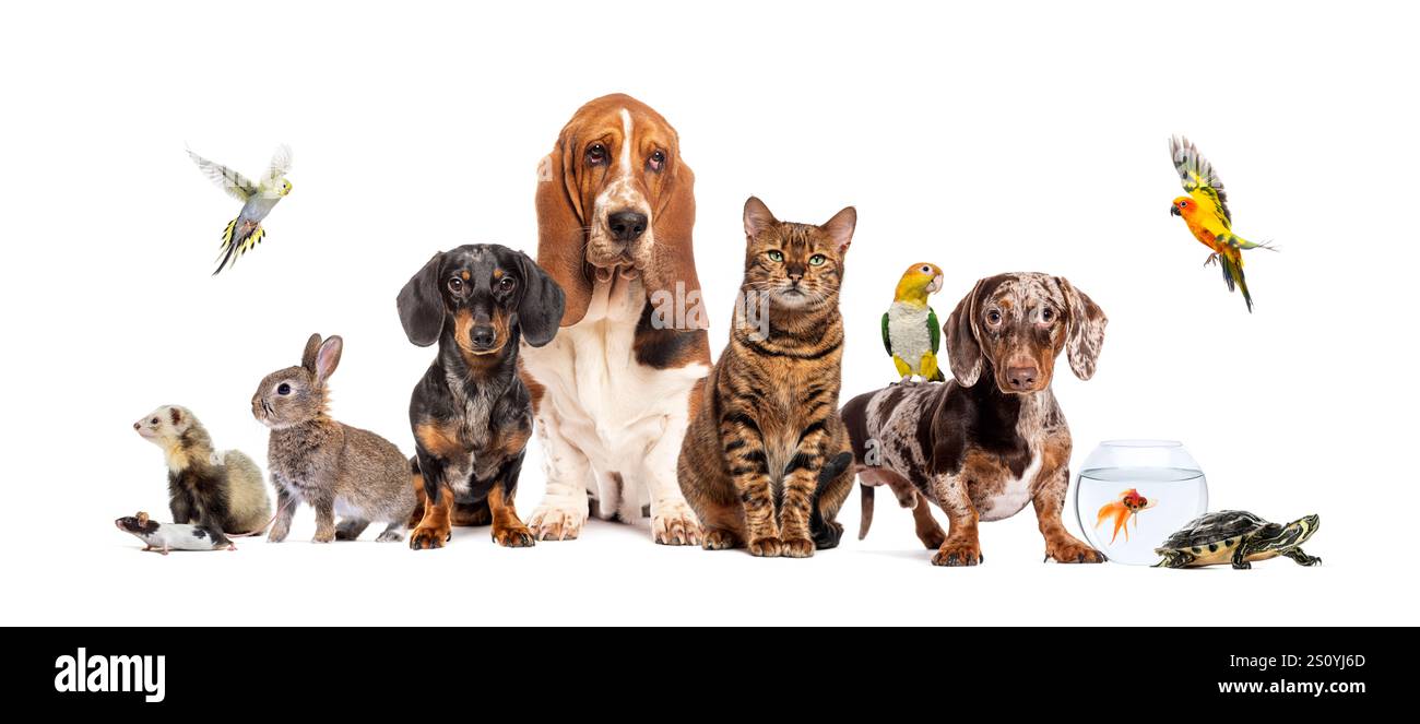 Group of pets posing together; dog, cat, ferret, rabbit, bird, fish ...