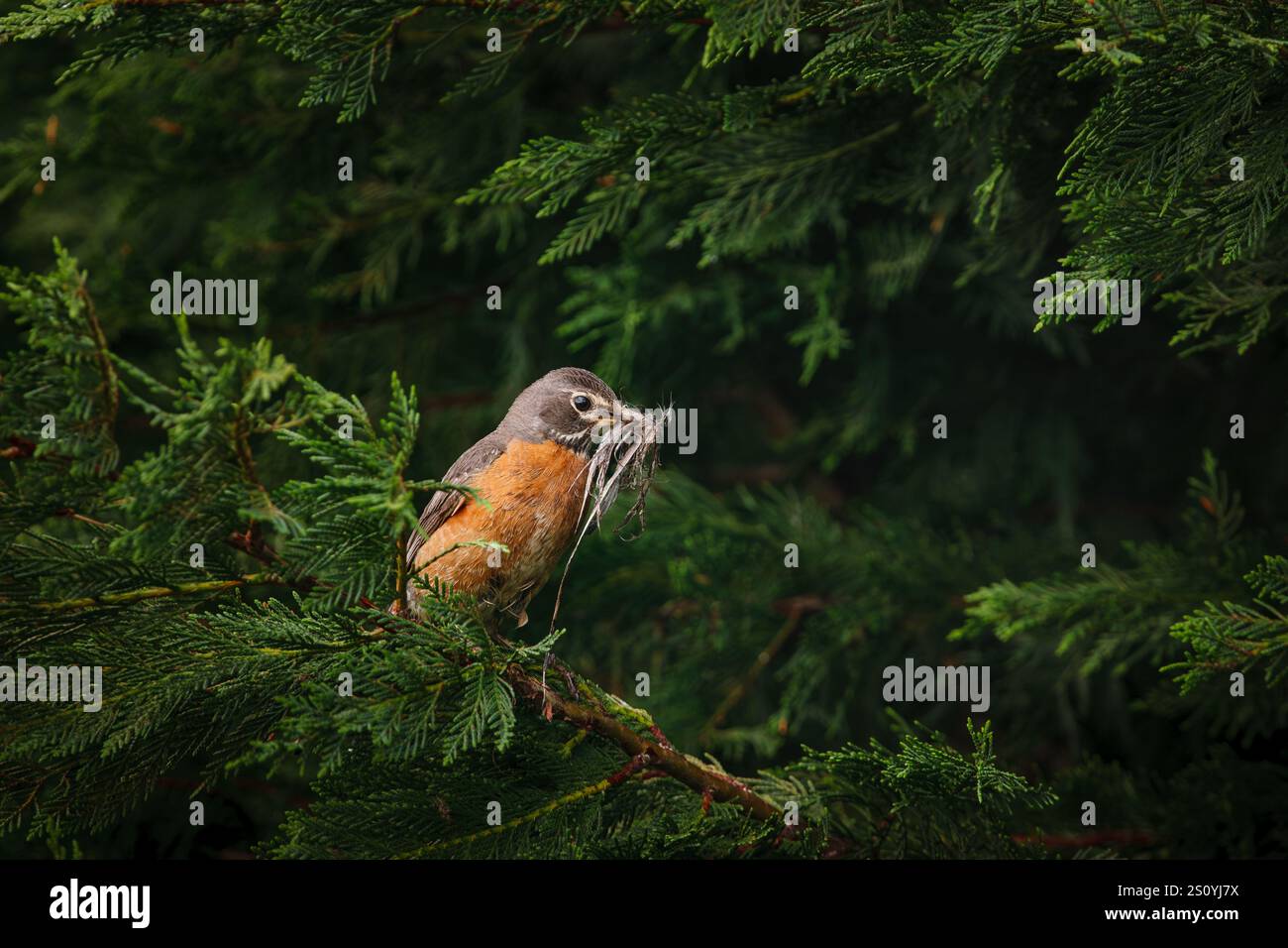 Female American Robin with nesting material perched in arborvitae Stock ...