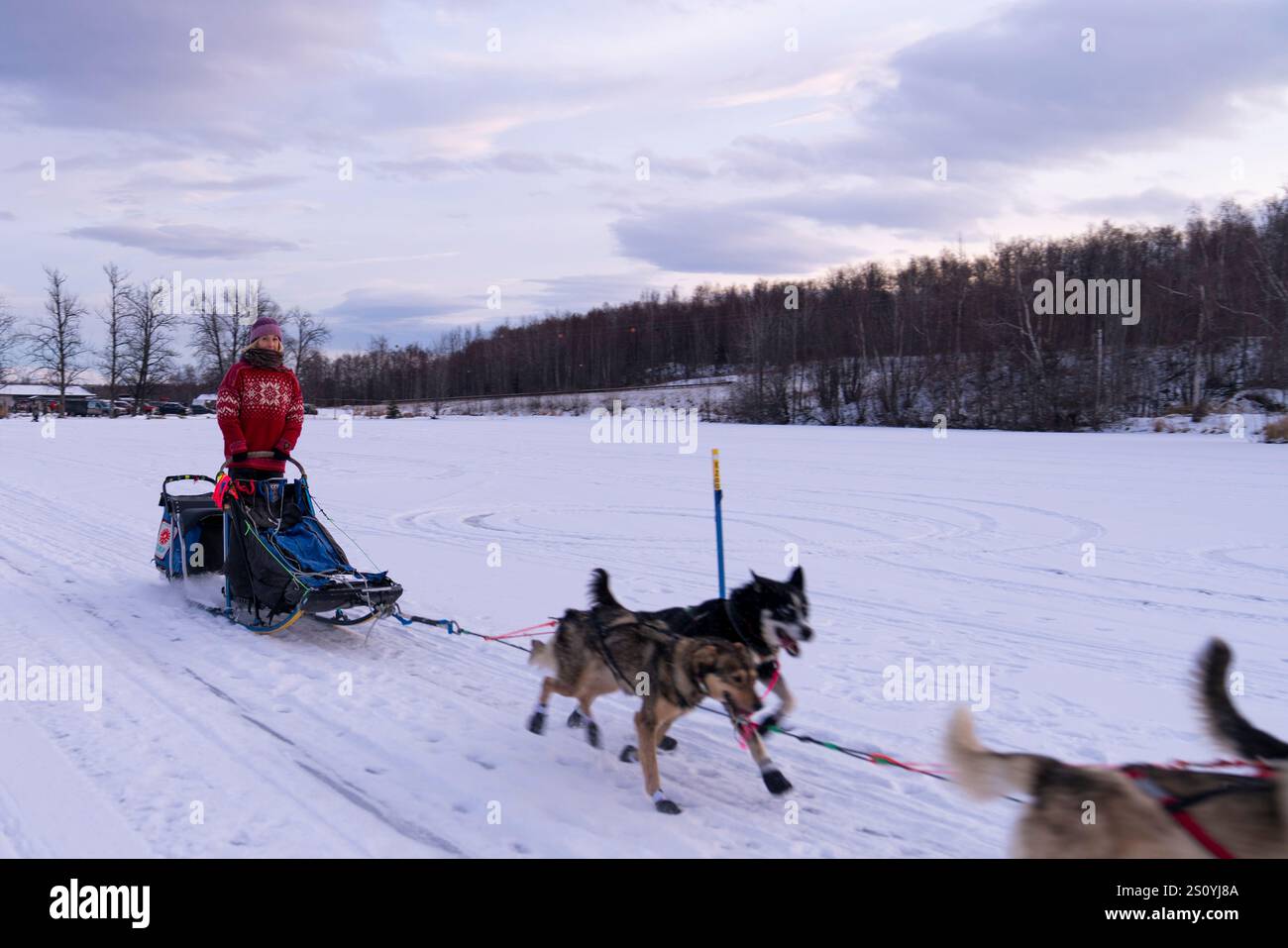 Alaska's Sled Dog Race Keeps Traditions Alive Stock Photo - Alamy