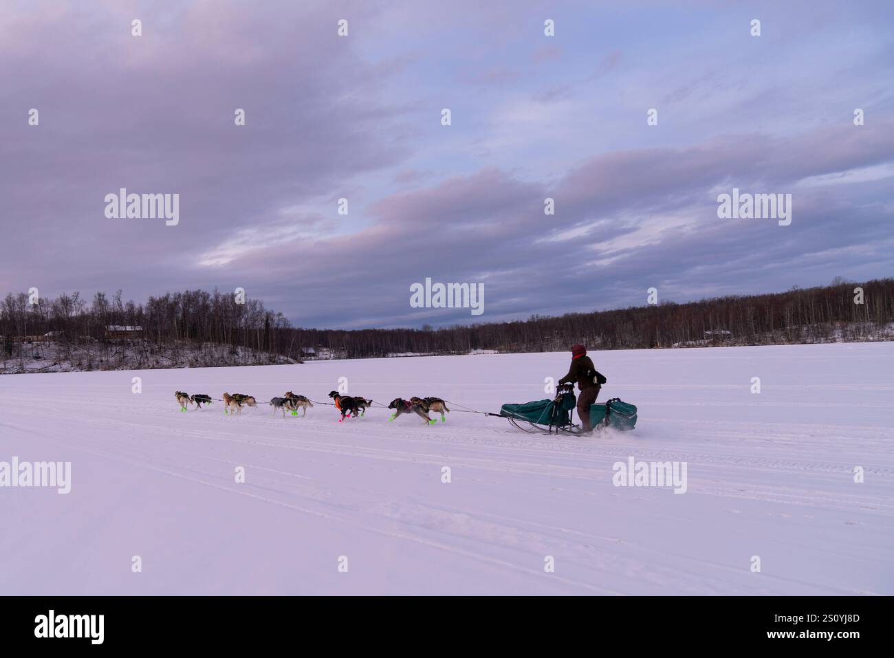 Alaska's Sled Dog Race Keeps Traditions Alive Stock Photo - Alamy
