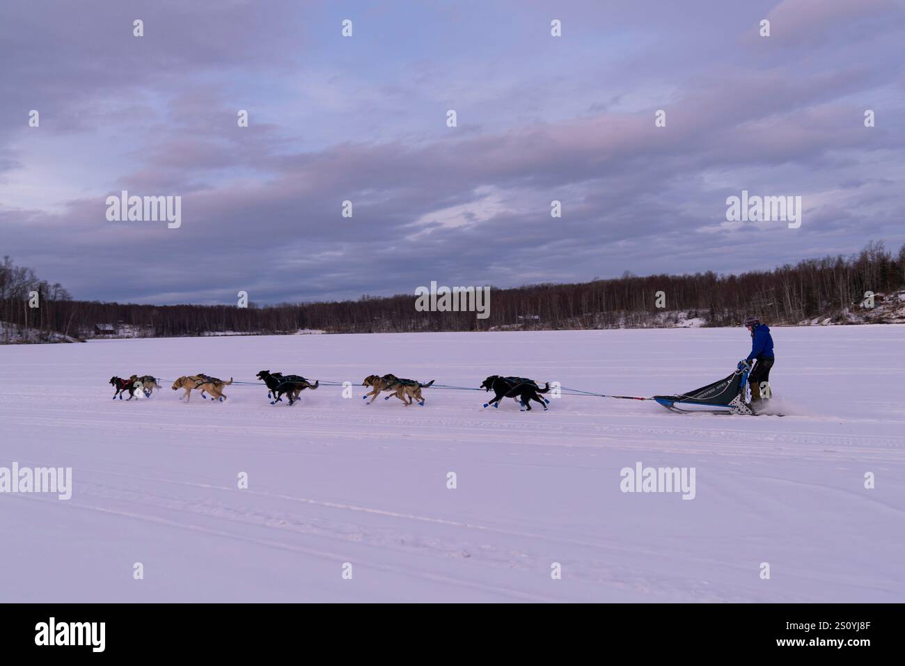 Alaska's Sled Dog Race Keeps Traditions Alive Stock Photo - Alamy