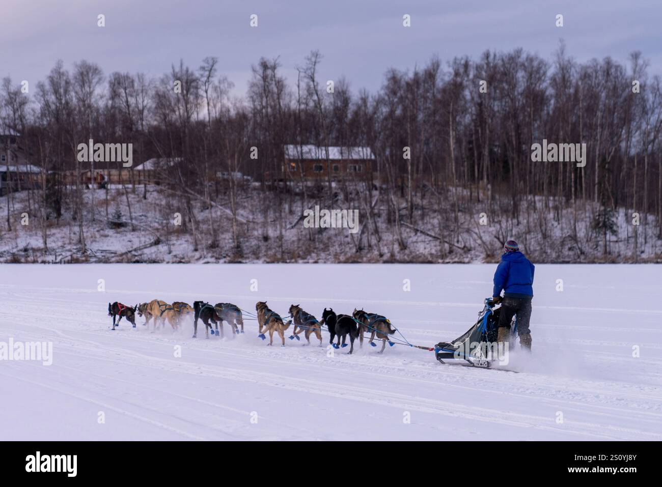 Alaska's Sled Dog Race Keeps Traditions Alive Stock Photo - Alamy