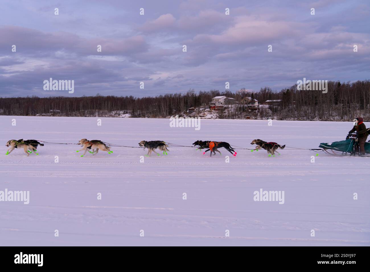 Alaska's Sled Dog Race Keeps Traditions Alive Stock Photo - Alamy
