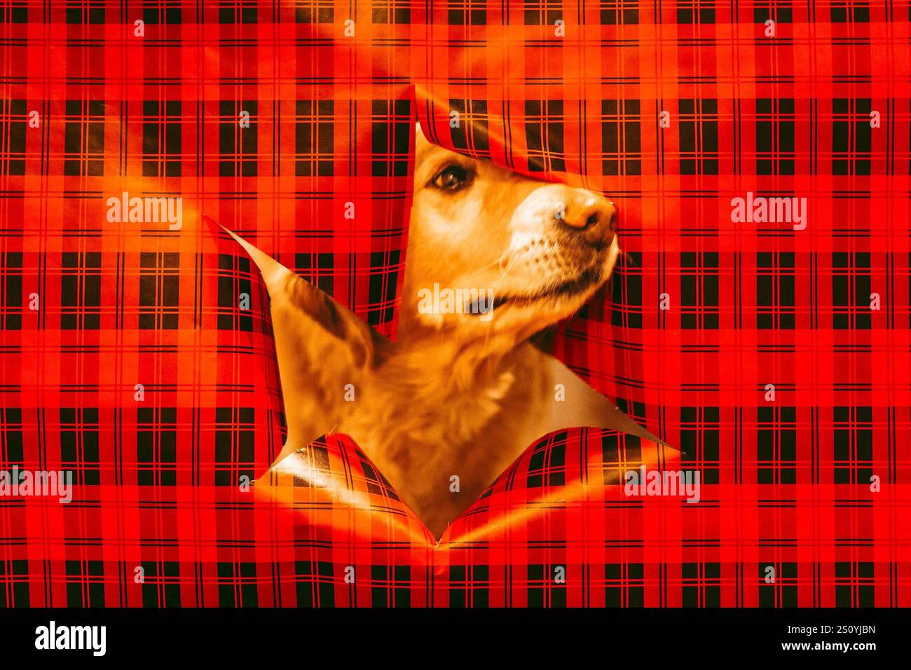 Golden retriever peeking through the wrapping paper Stock Photo - Alamy