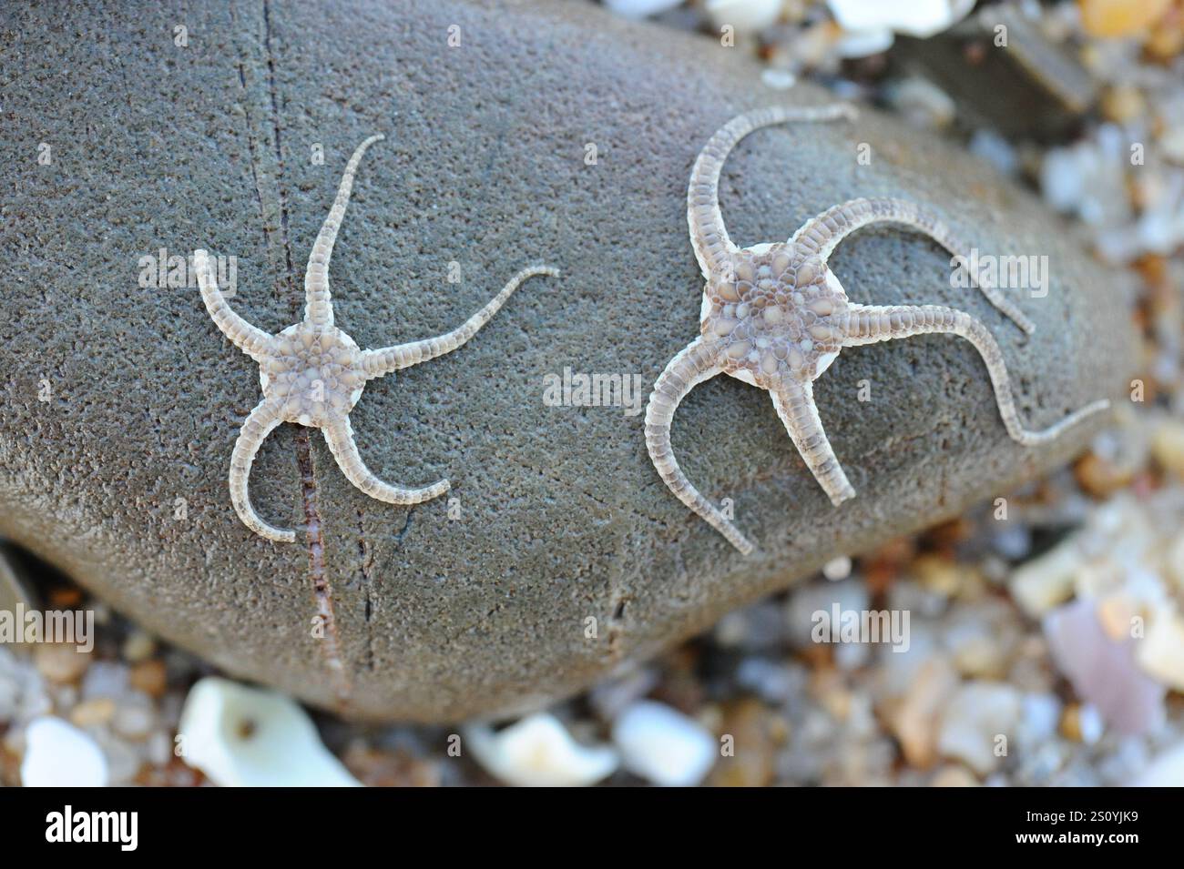 Fragile sea stars in pebble Stock Photo - Alamy