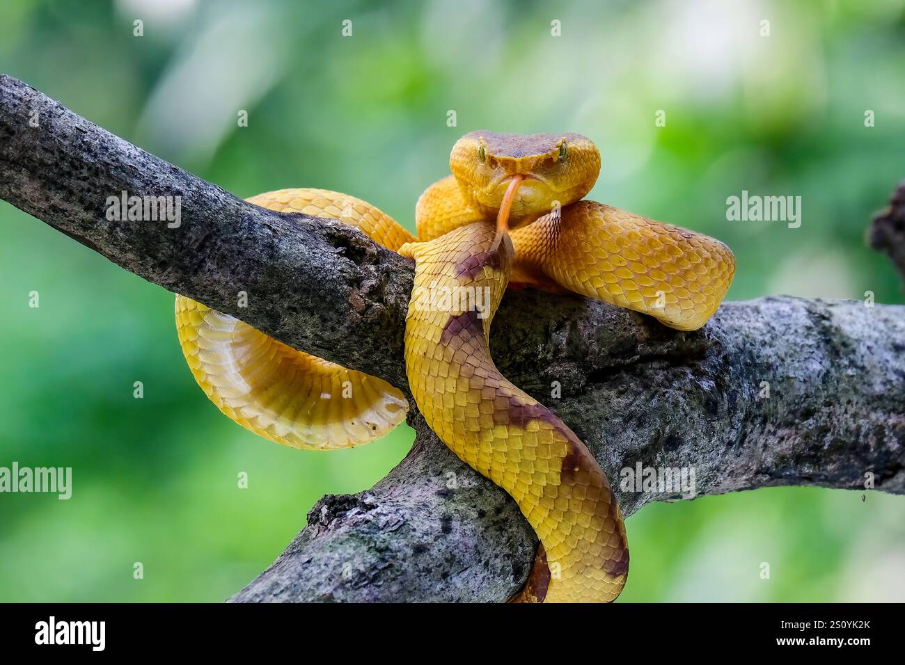Trimeresurus Puniceus Pit Viper on branch Stock Photo - Alamy