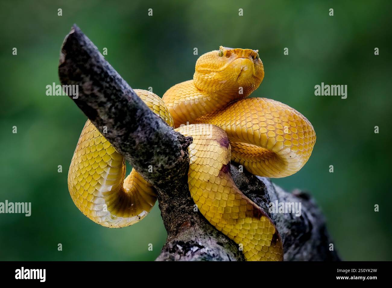 Craspedocephalus puniceus hi-res stock photography and images - Alamy