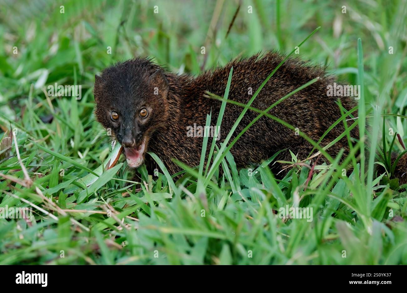 Indian mongoose snake hi-res stock photography and images - Alamy