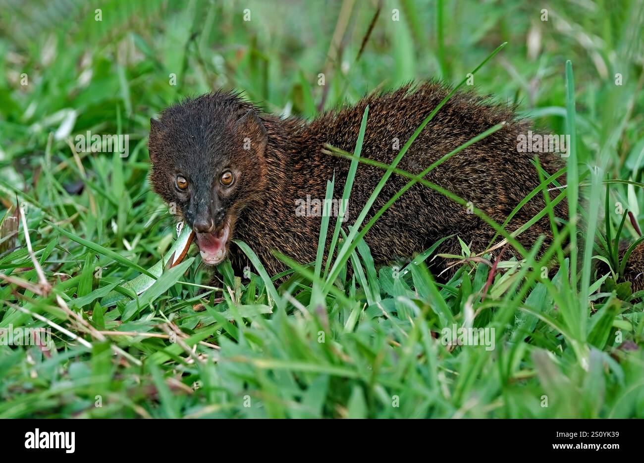 Cute little small asian mongoose hi-res stock photography and images ...