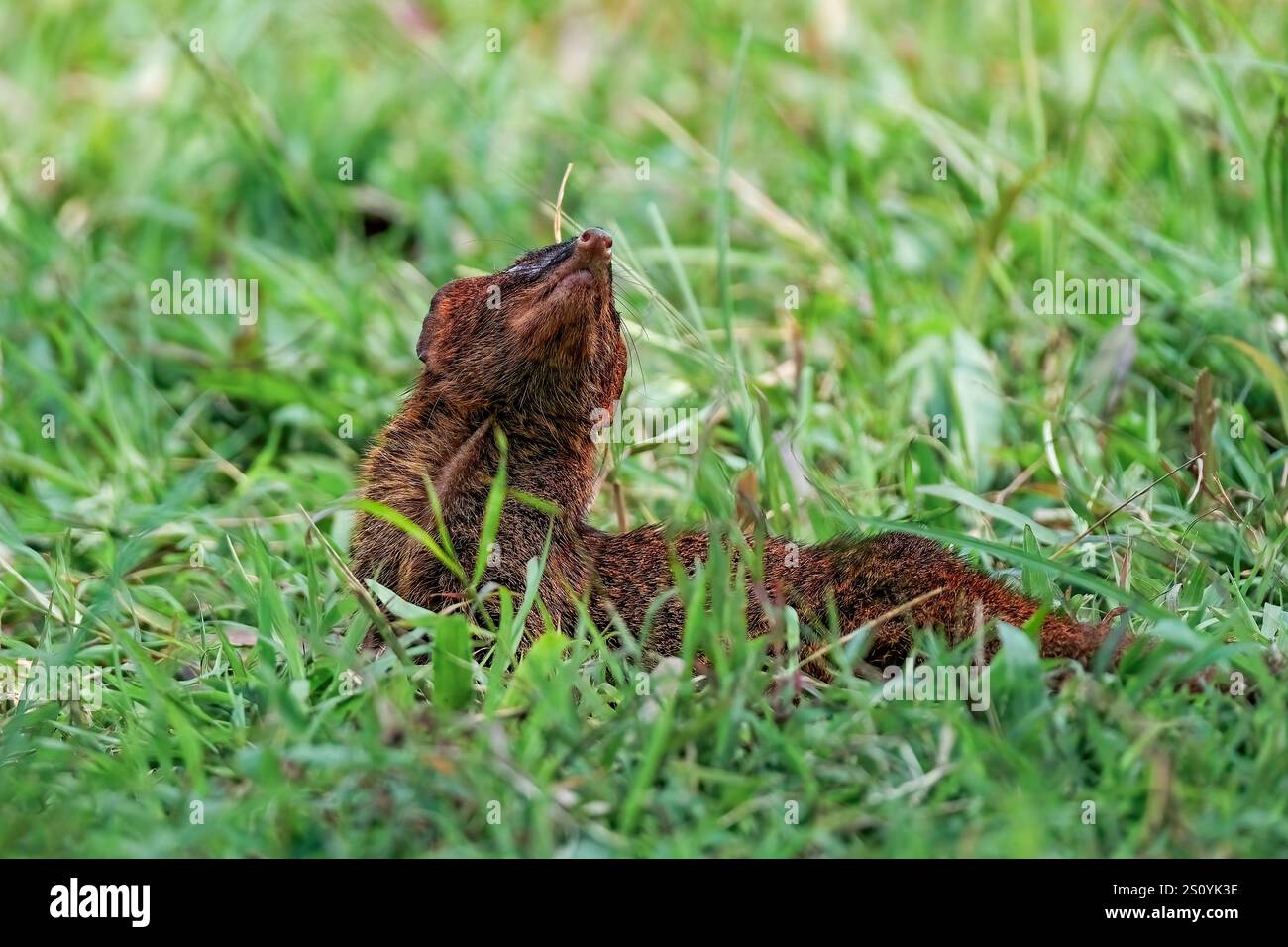 Indian mongoose snake hi-res stock photography and images - Alamy