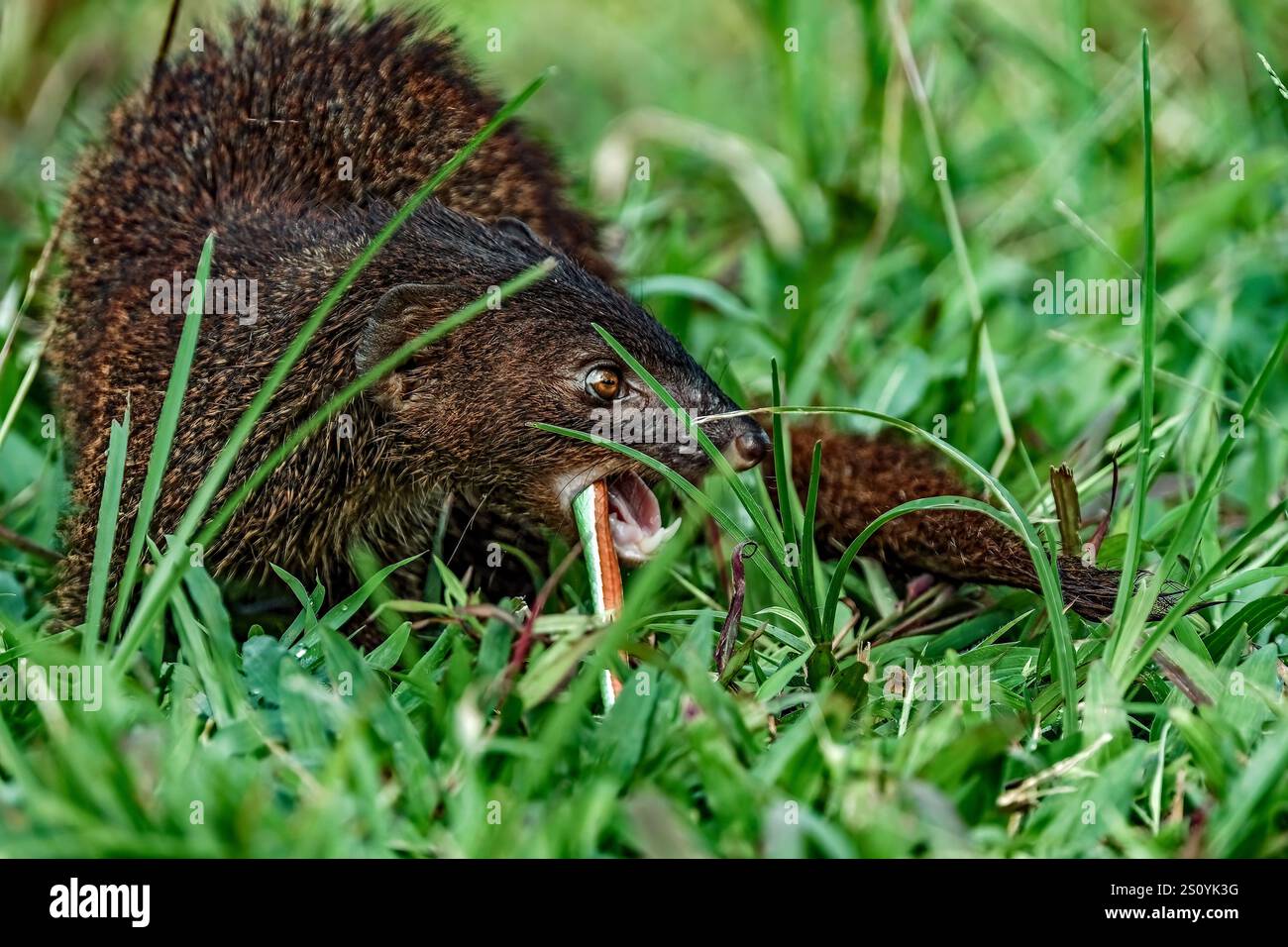 Indian mongoose snake hi-res stock photography and images - Alamy