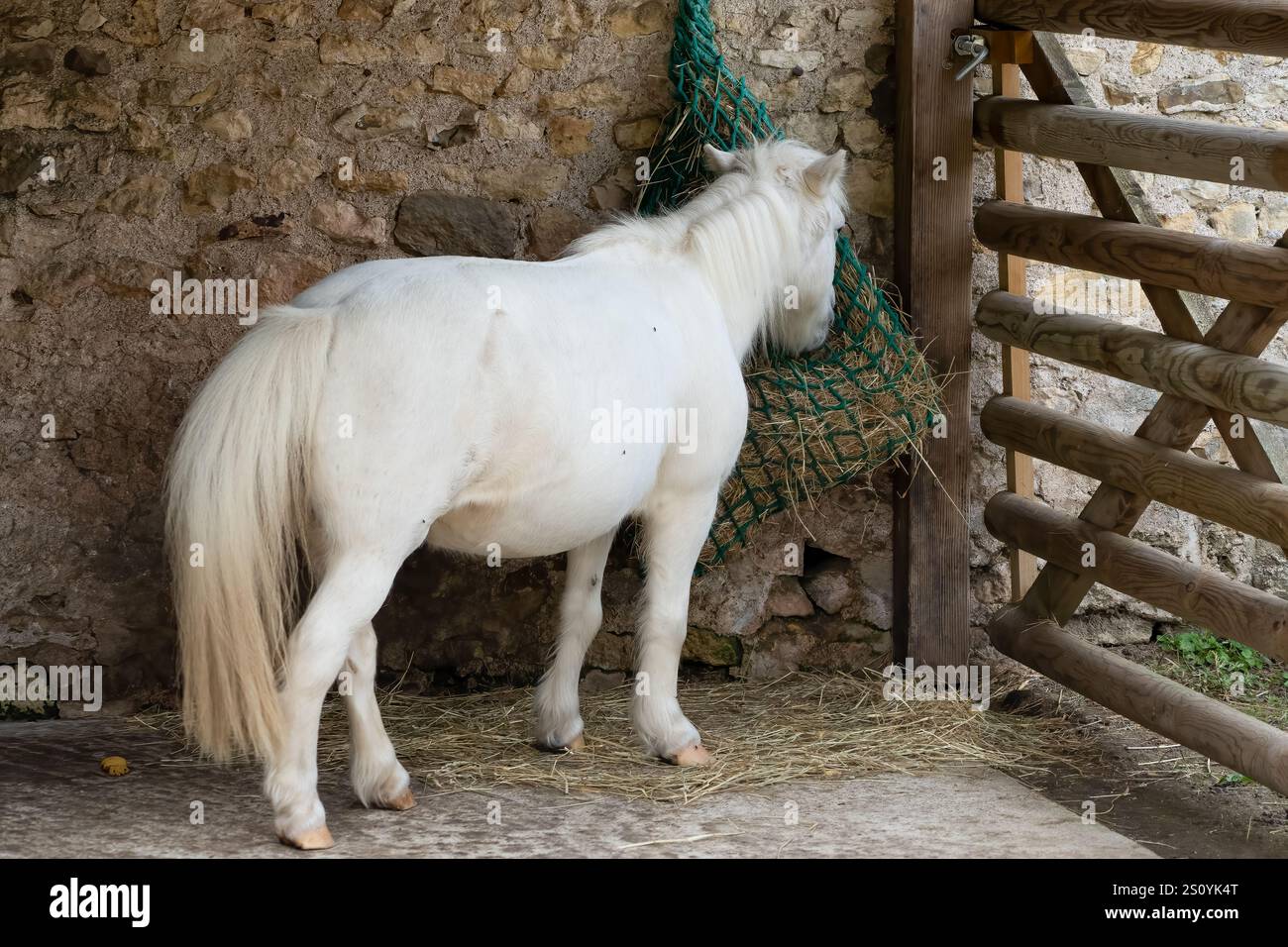 a white French riding pony eats hay from a hanging string basket Stock ...