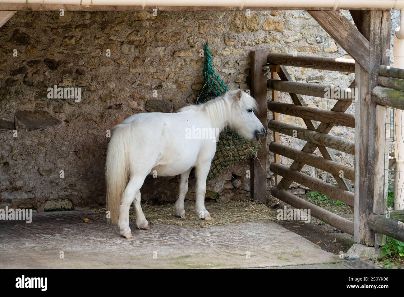 a white French riding pony eats hay from a hanging string basket Stock ...