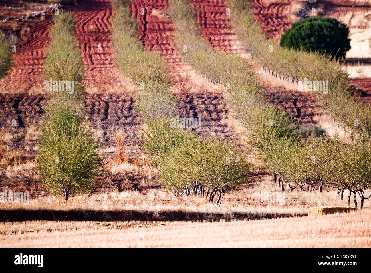 Field of almond trees in Alhambra, Ciudad Real Stock Photo - Alamy