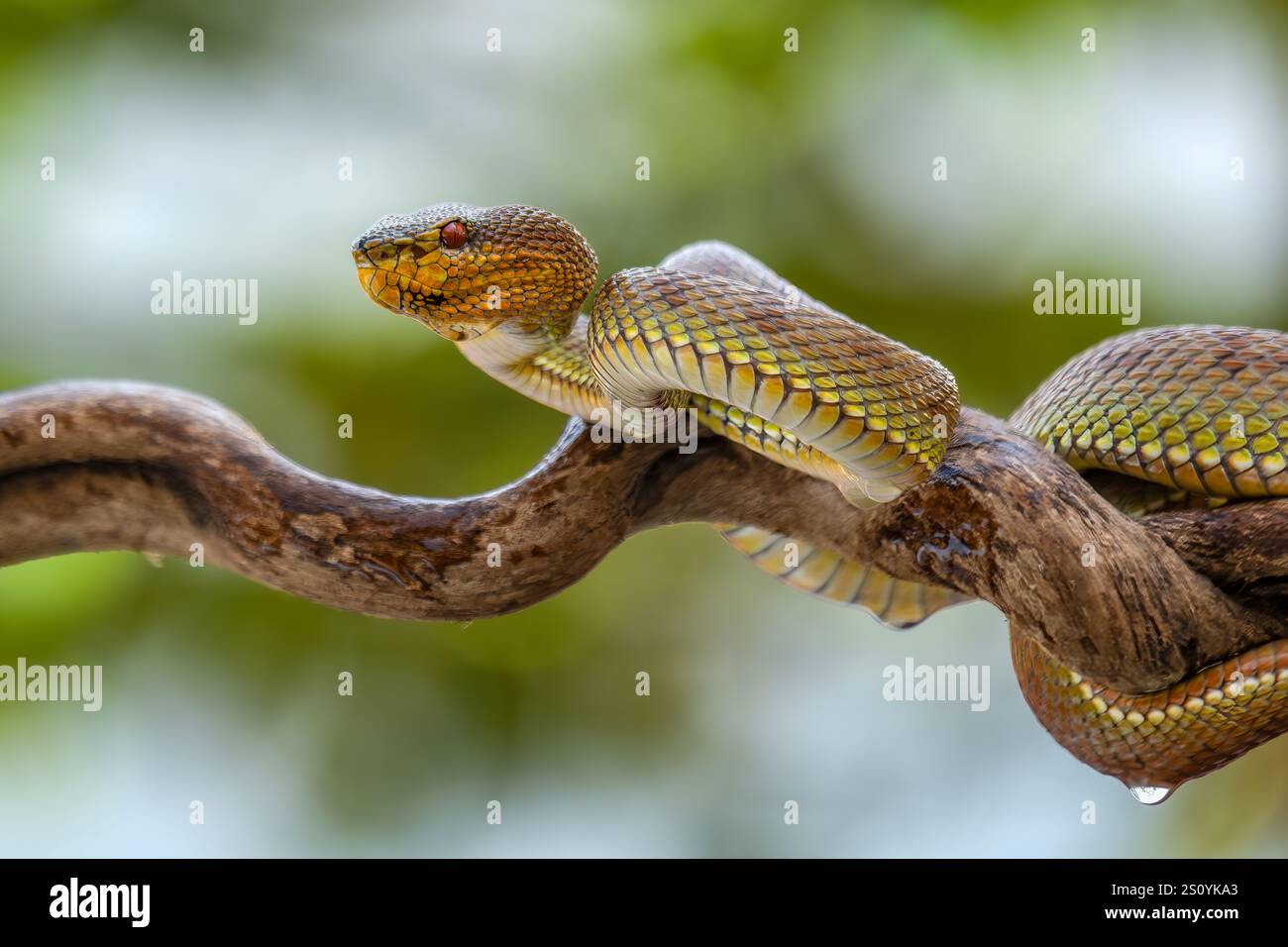 The Mangrove Pit Viper (Red spot Stock Photo - Alamy