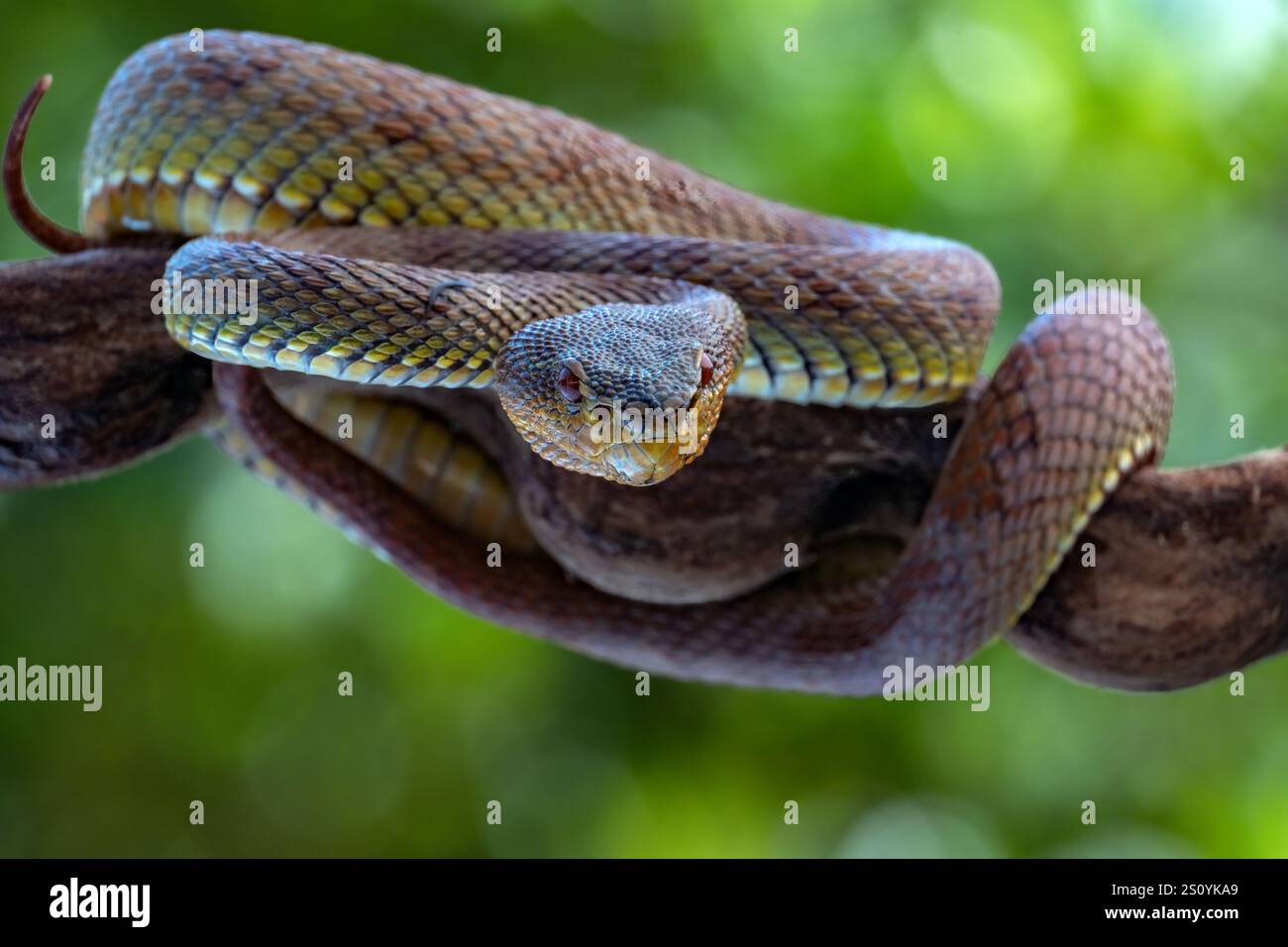 The Mangrove Pit Viper (Red spot Stock Photo - Alamy