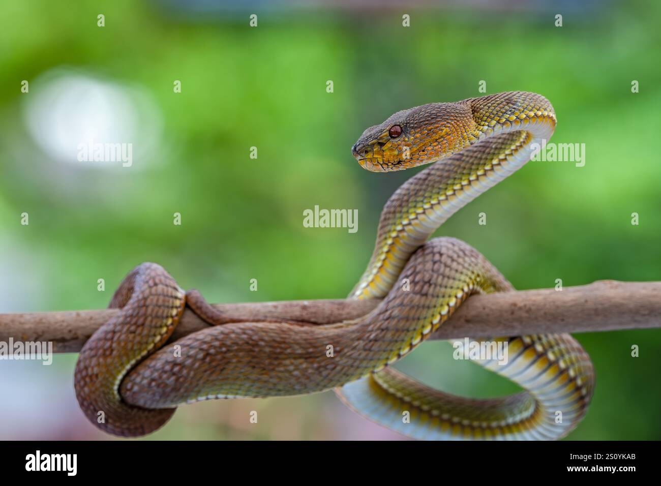 The Mangrove Pit Viper (Red spot Stock Photo - Alamy