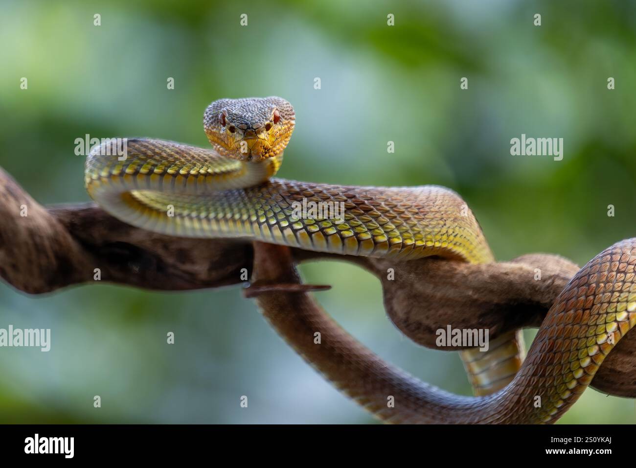 The Mangrove Pit Viper (Red spot Stock Photo - Alamy