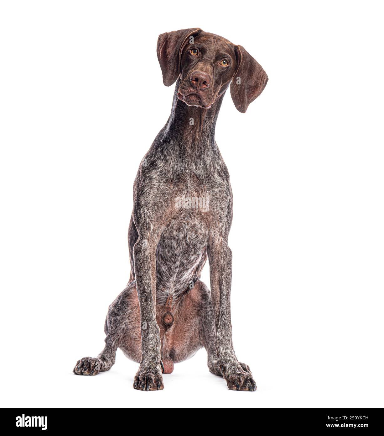 Curious german shorthaired pointer sitting and tilting its head on ...