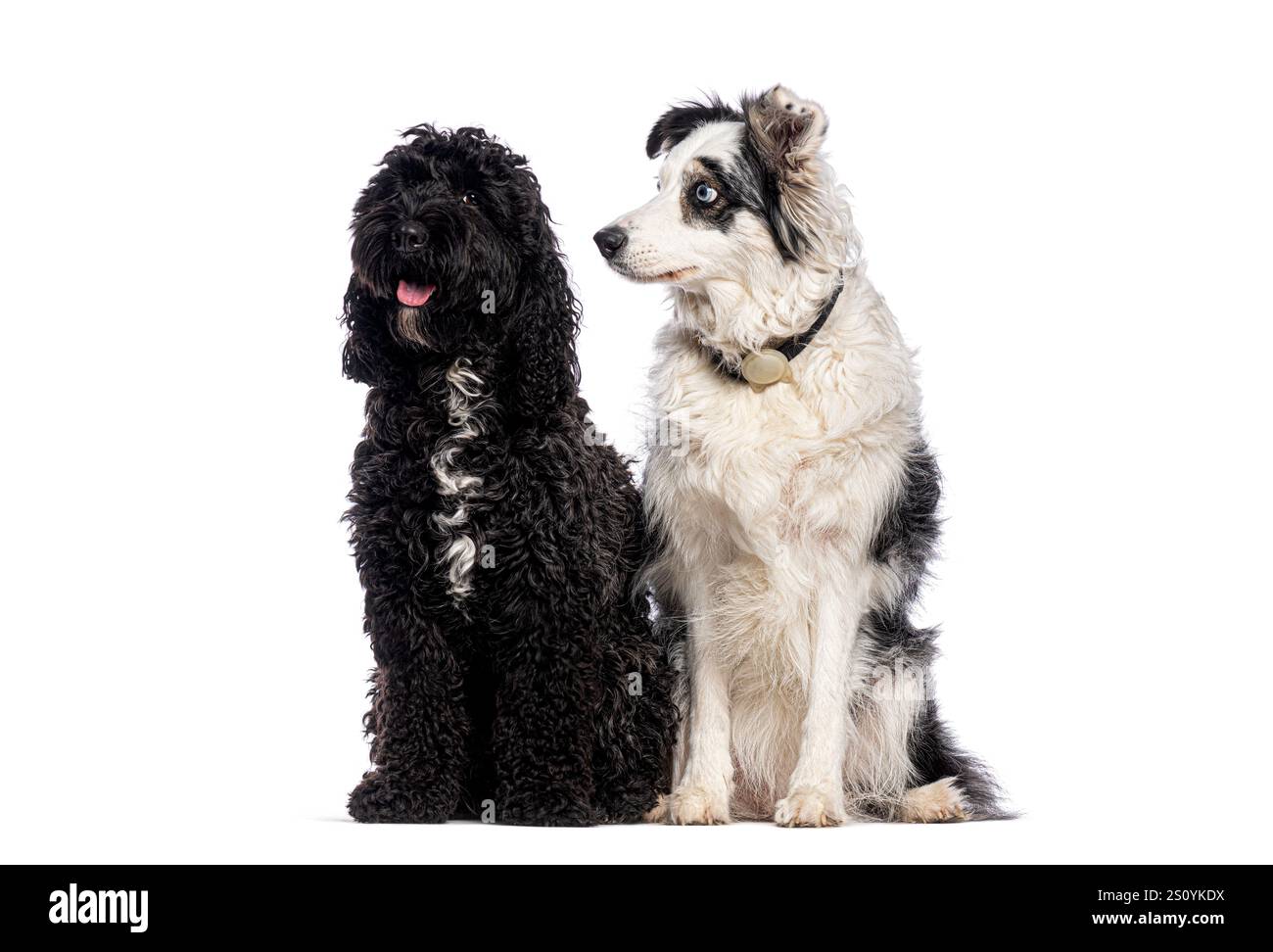 Border collie and cockapoo sitting together and looking in different ...