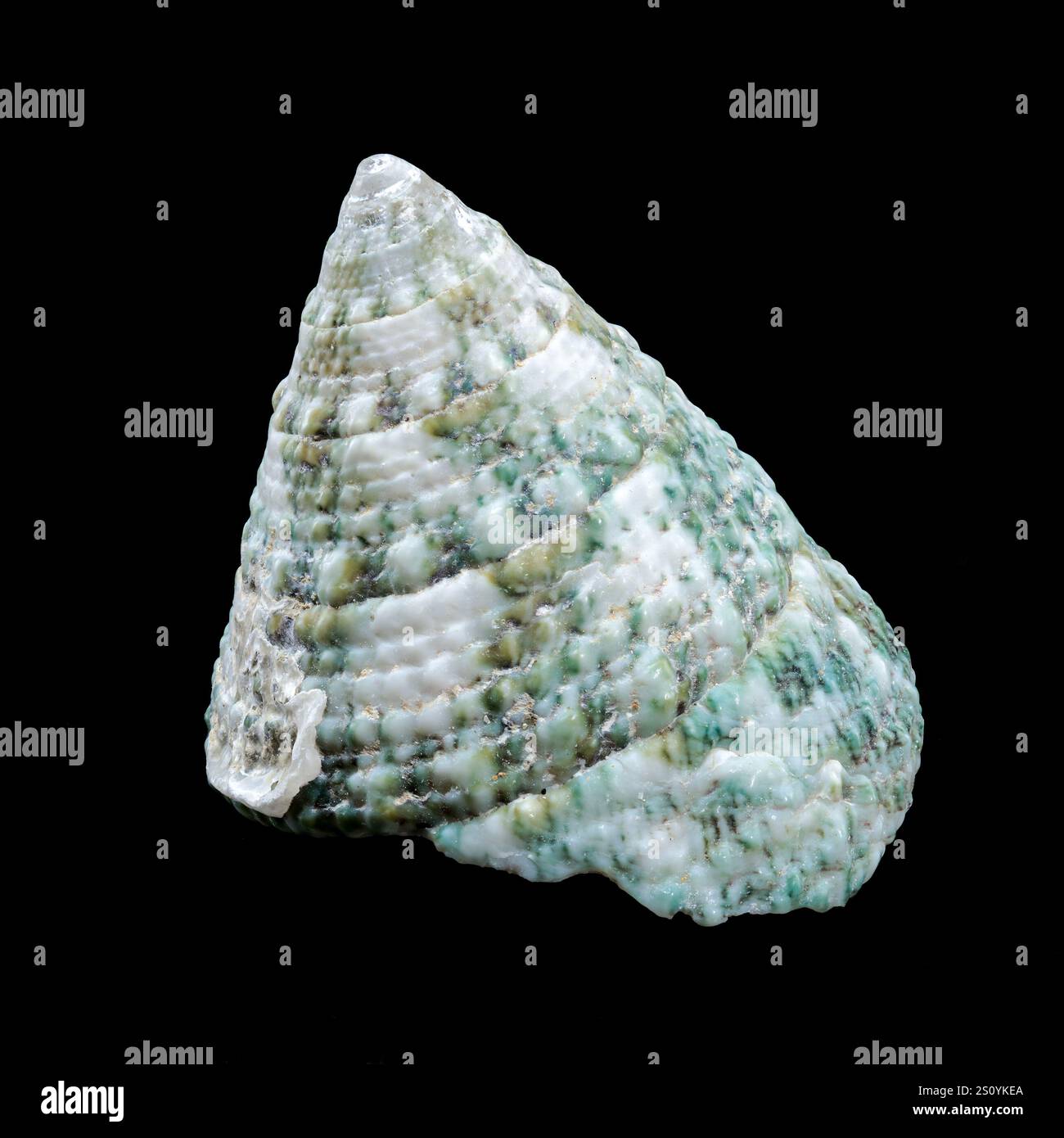 Close-up of a Green Tectus pyramis shell, showcasing its smooth texture ...