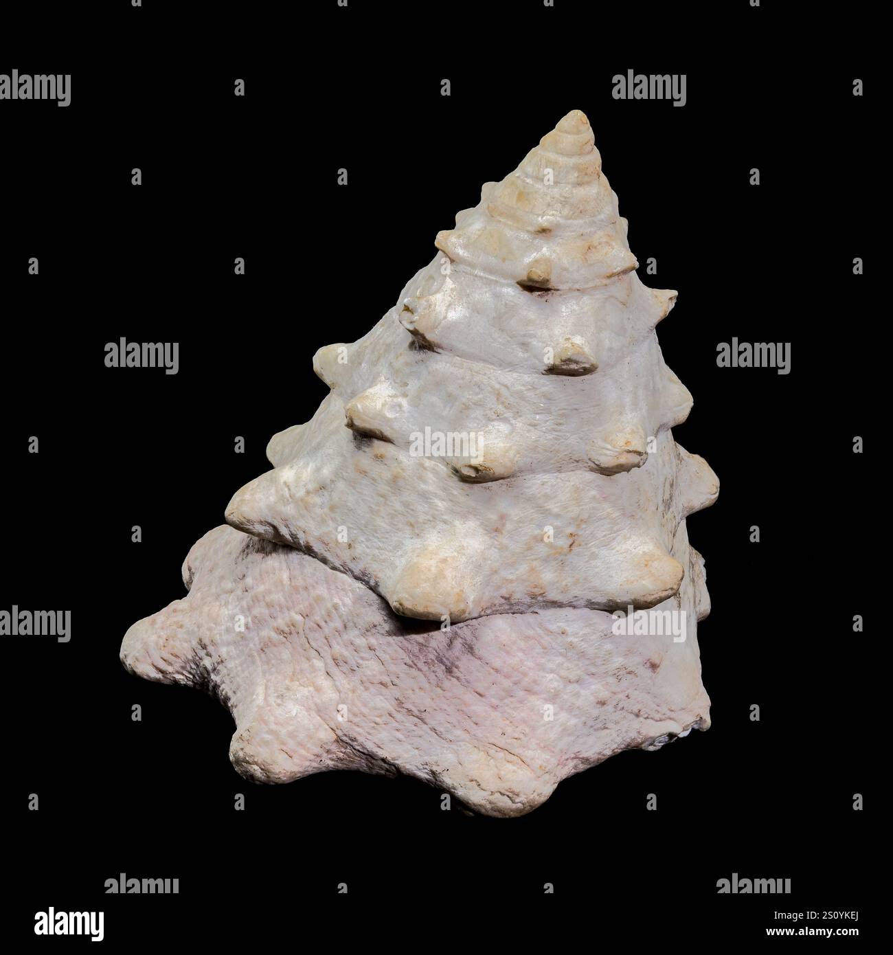 Tectus dentatus hi-res stock photography and images - Alamy