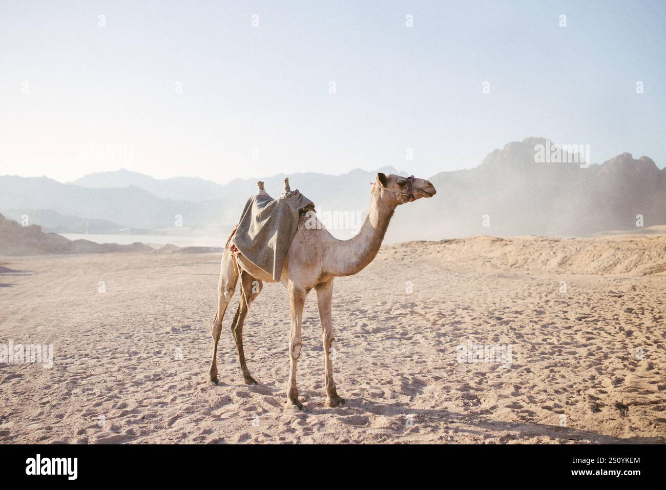 Camel in front sand hi-res stock photography and images - Alamy
