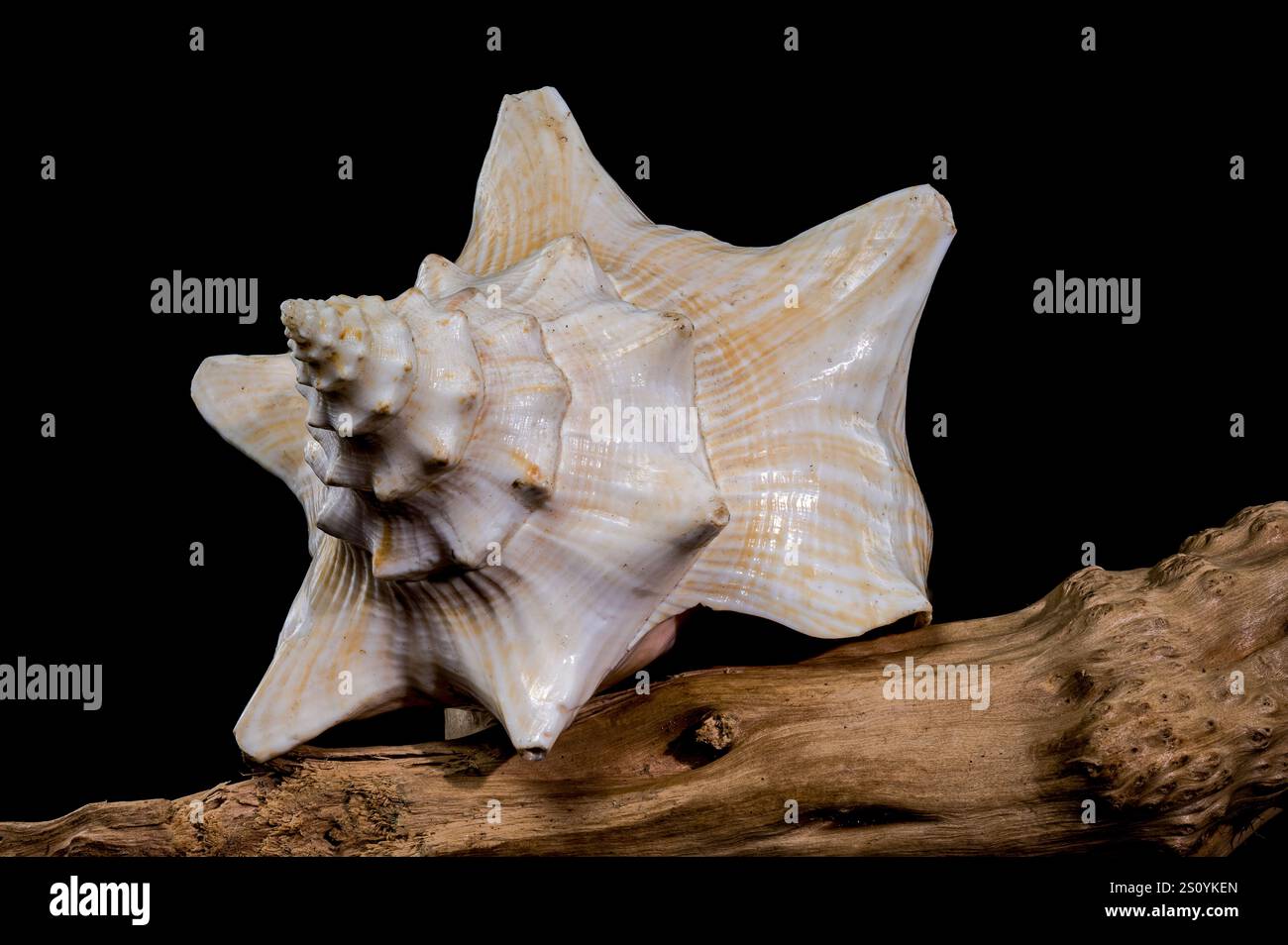 Strombus gigas shell on driftwood Stock Photo - Alamy
