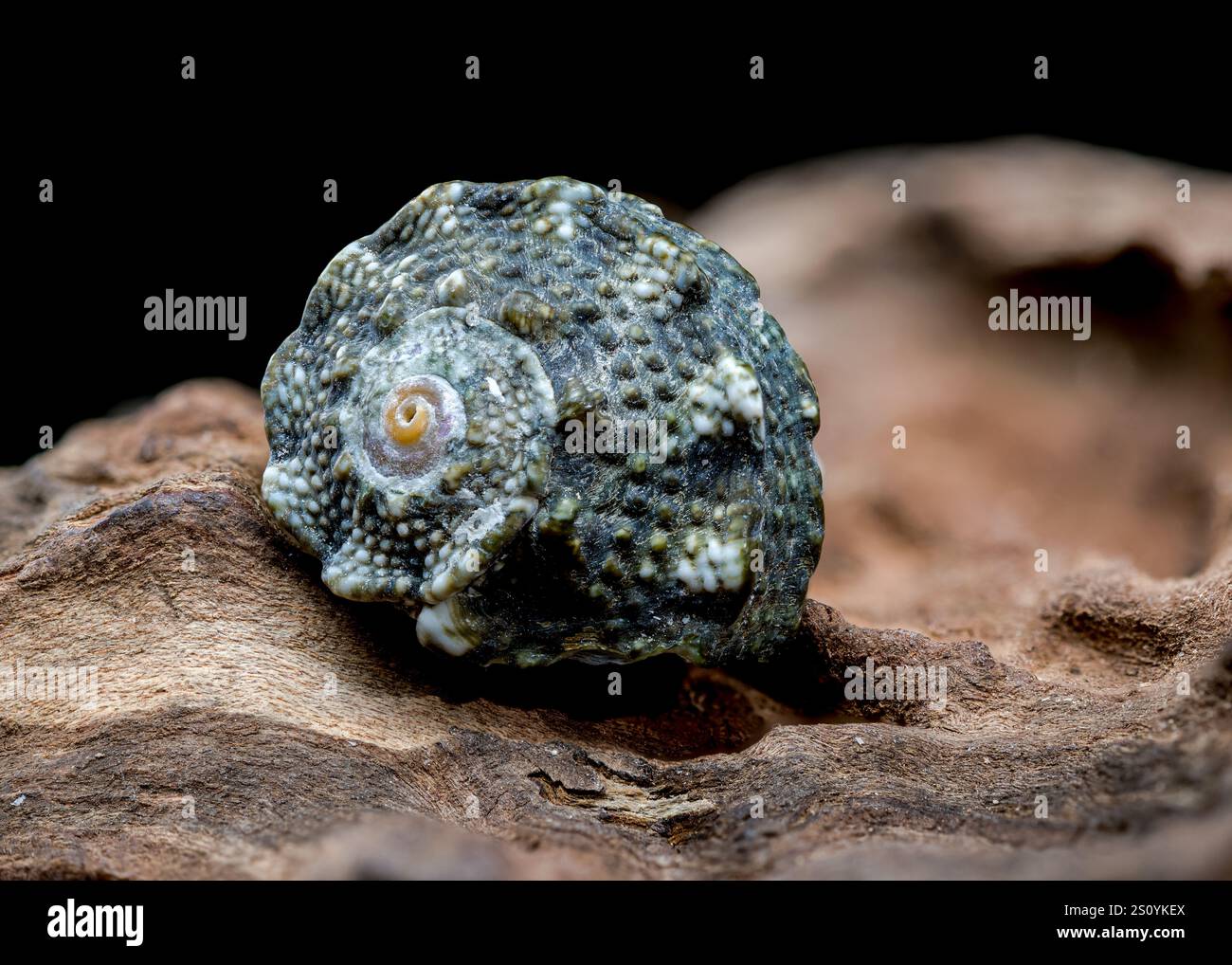 Blue Spiky Seashell on Driftwood Stock Photo - Alamy