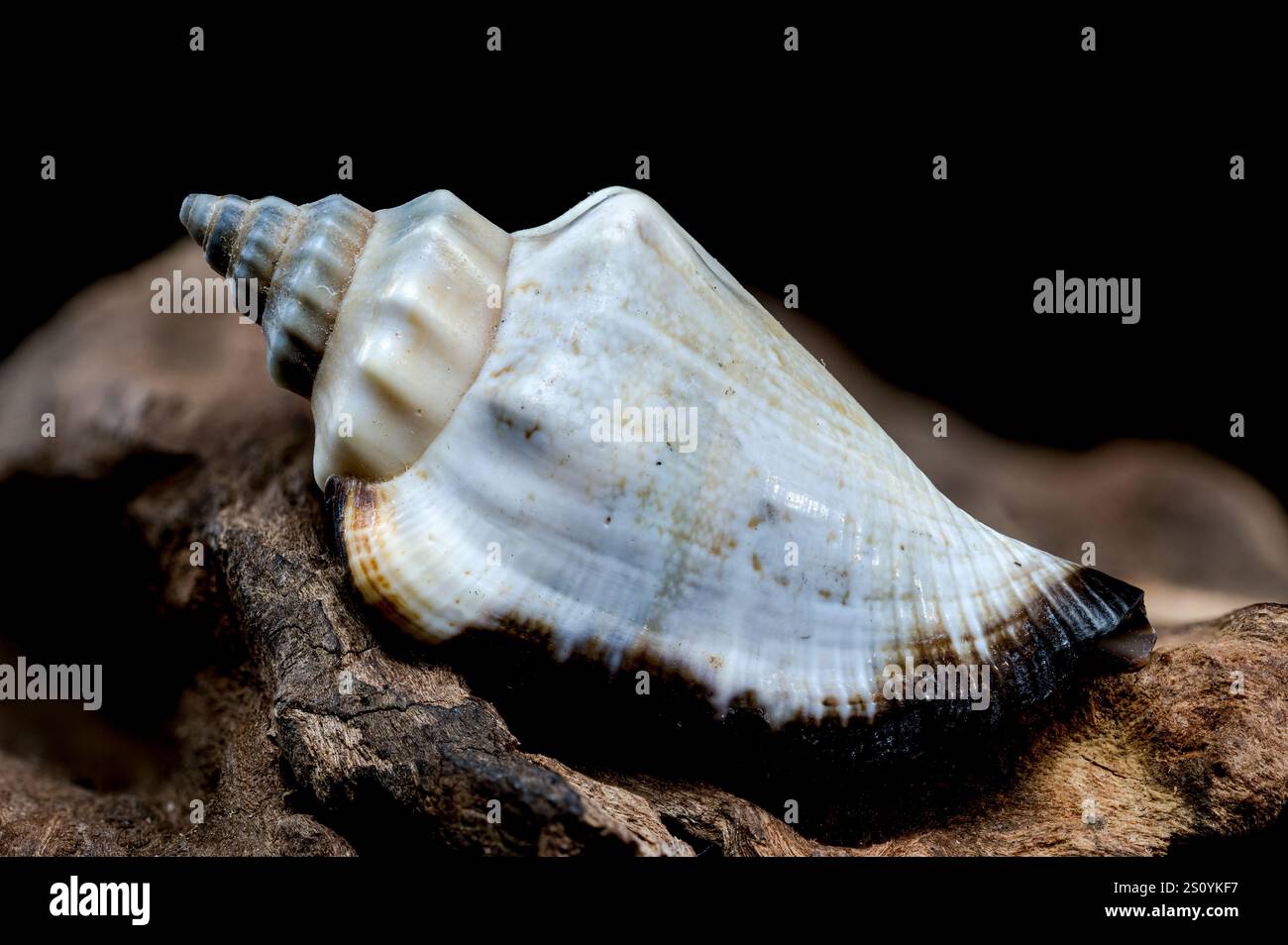 Canarium urceus shell on driftwood macro black background Stock Photo ...