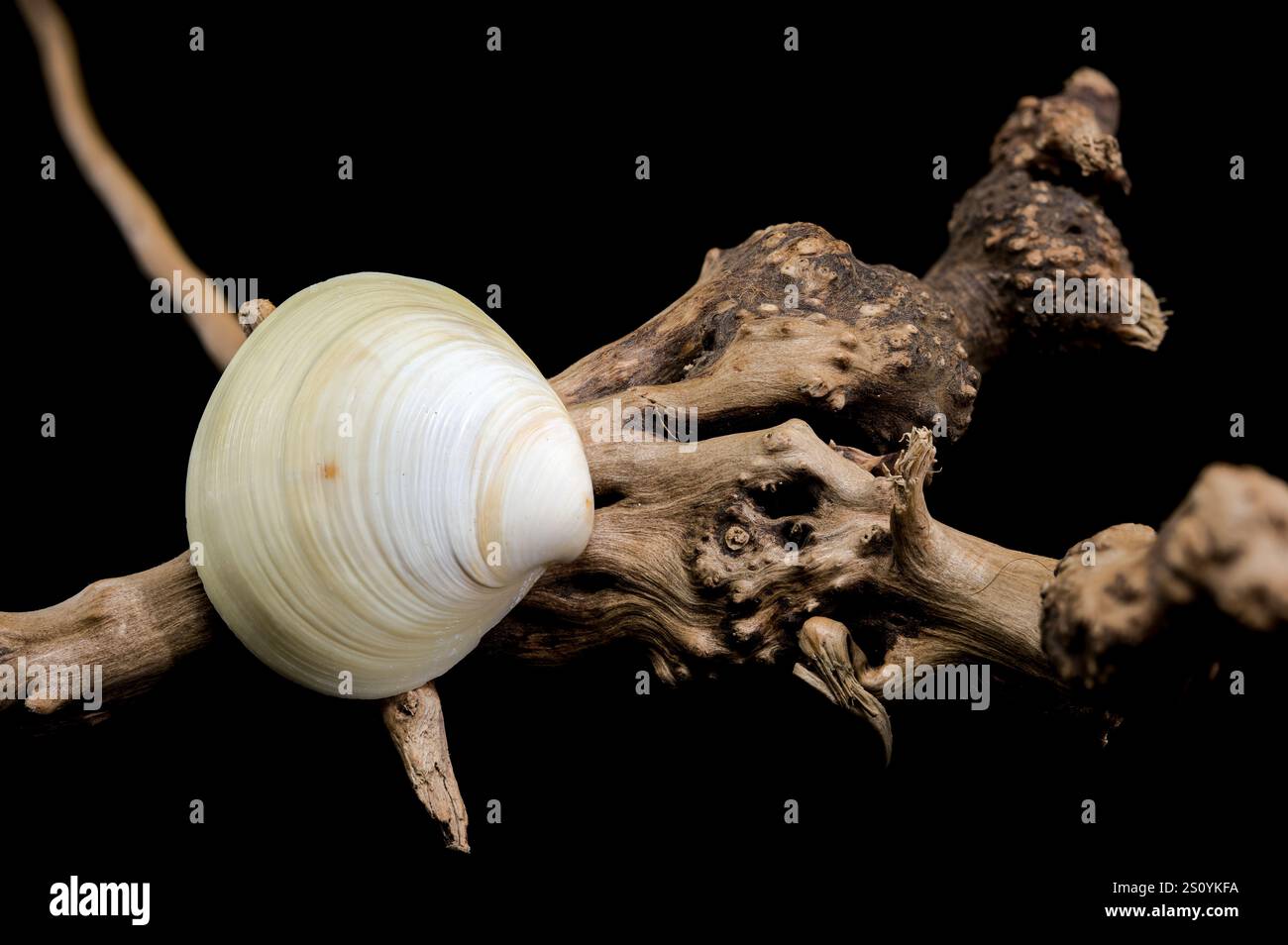 Cerastoderma edule shell on driftwood Stock Photo - Alamy