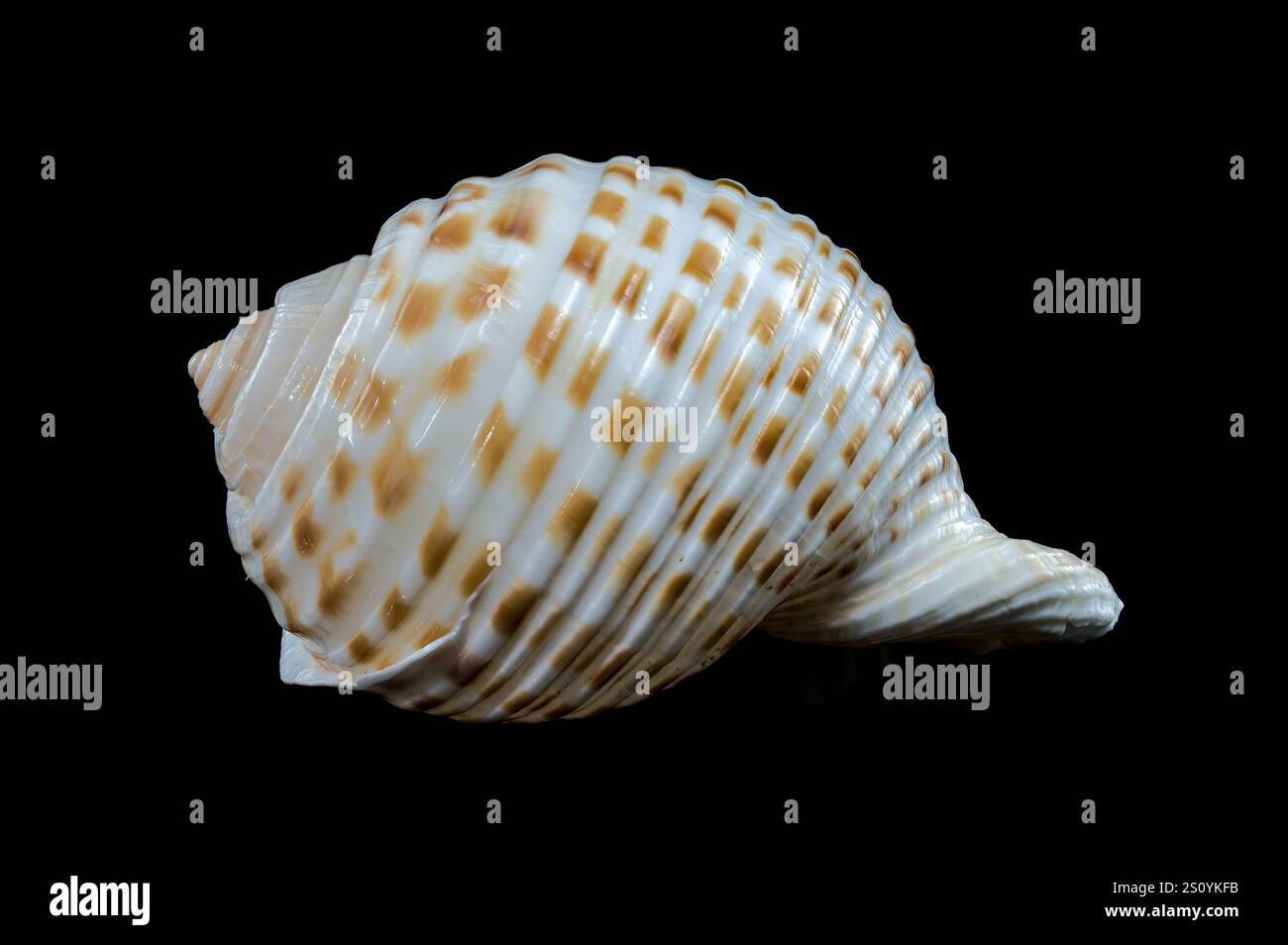 Tonna Dolium Sea Shell Close-Up on black background Stock Photo - Alamy