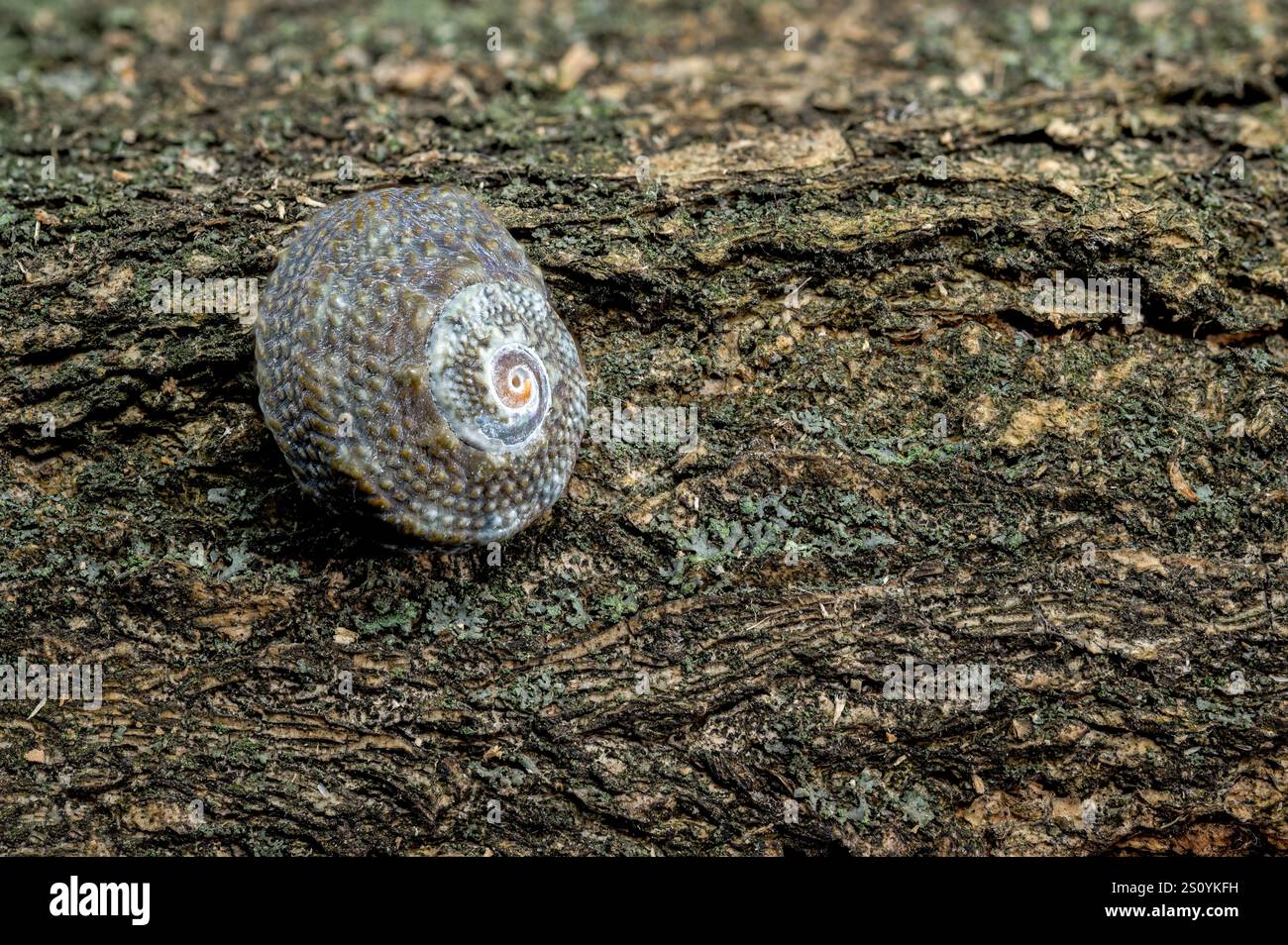 Small spiral shell on textured bark Stock Photo - Alamy