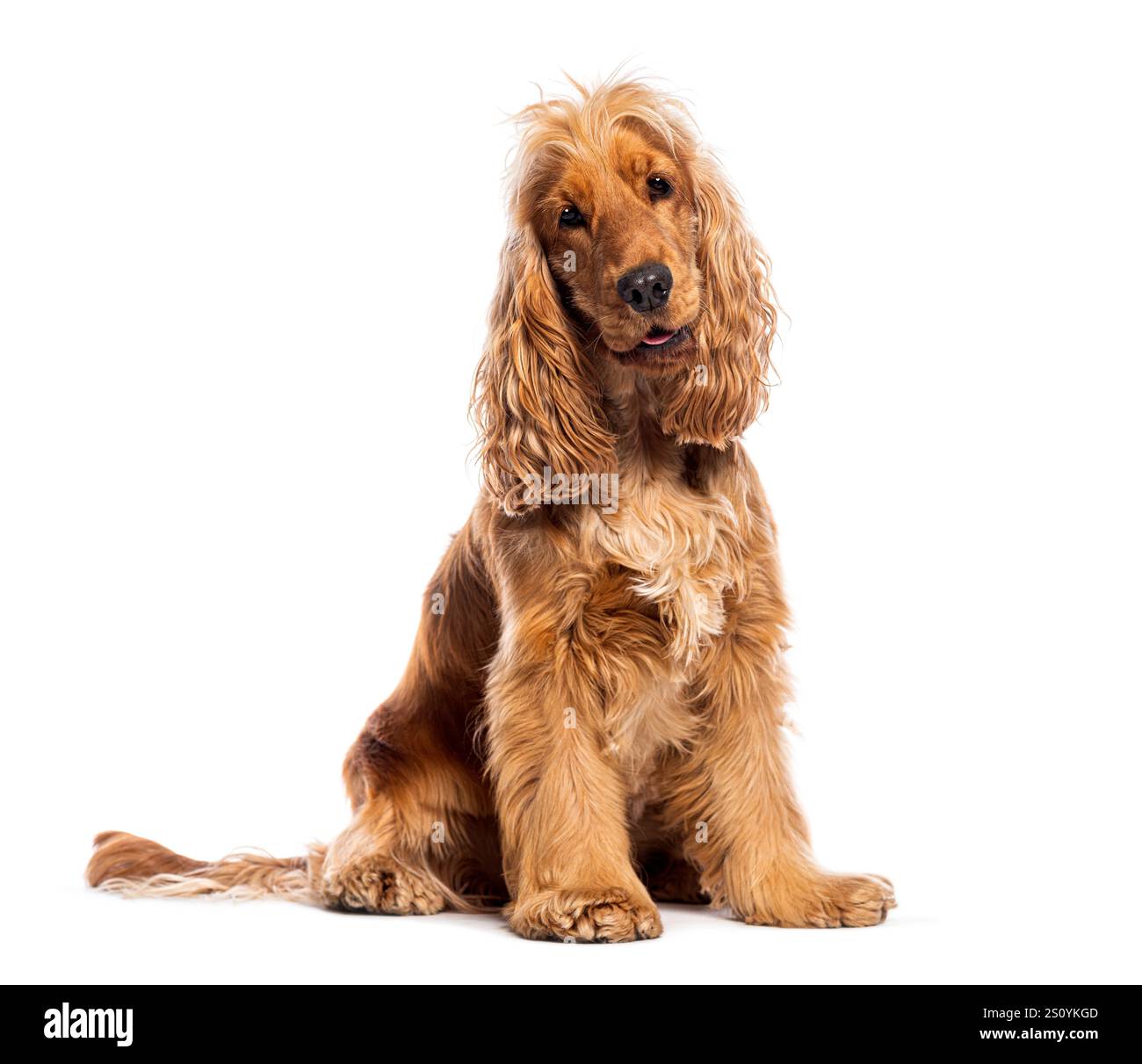 Sitting red English Cocker looking at the camera head tilted, isolated ...