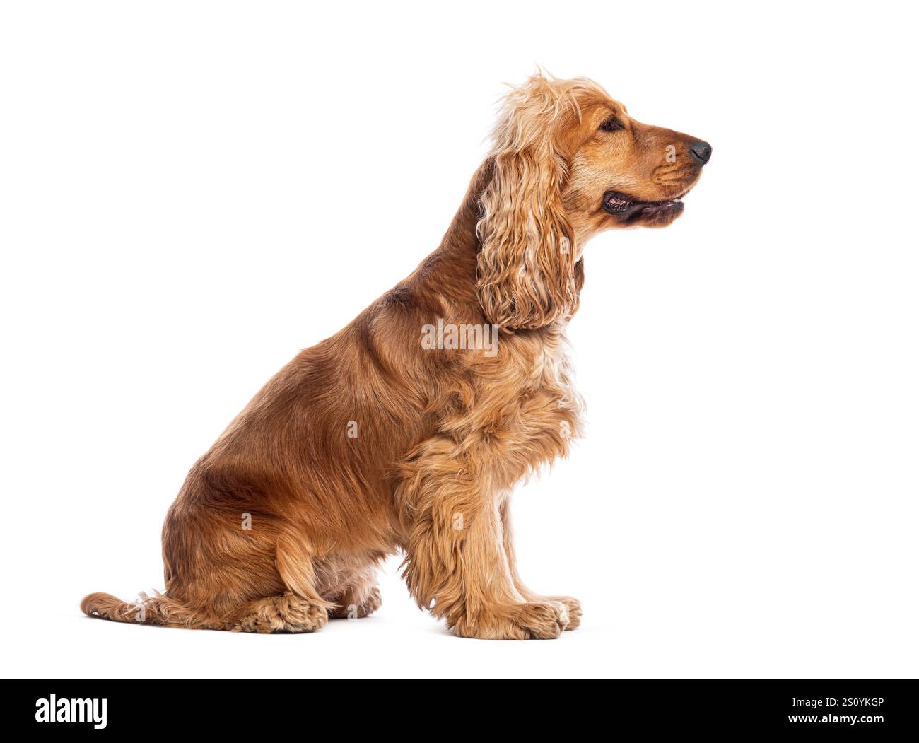 Side view of a Adult red English Cocker Sitting and looking away on the ...
