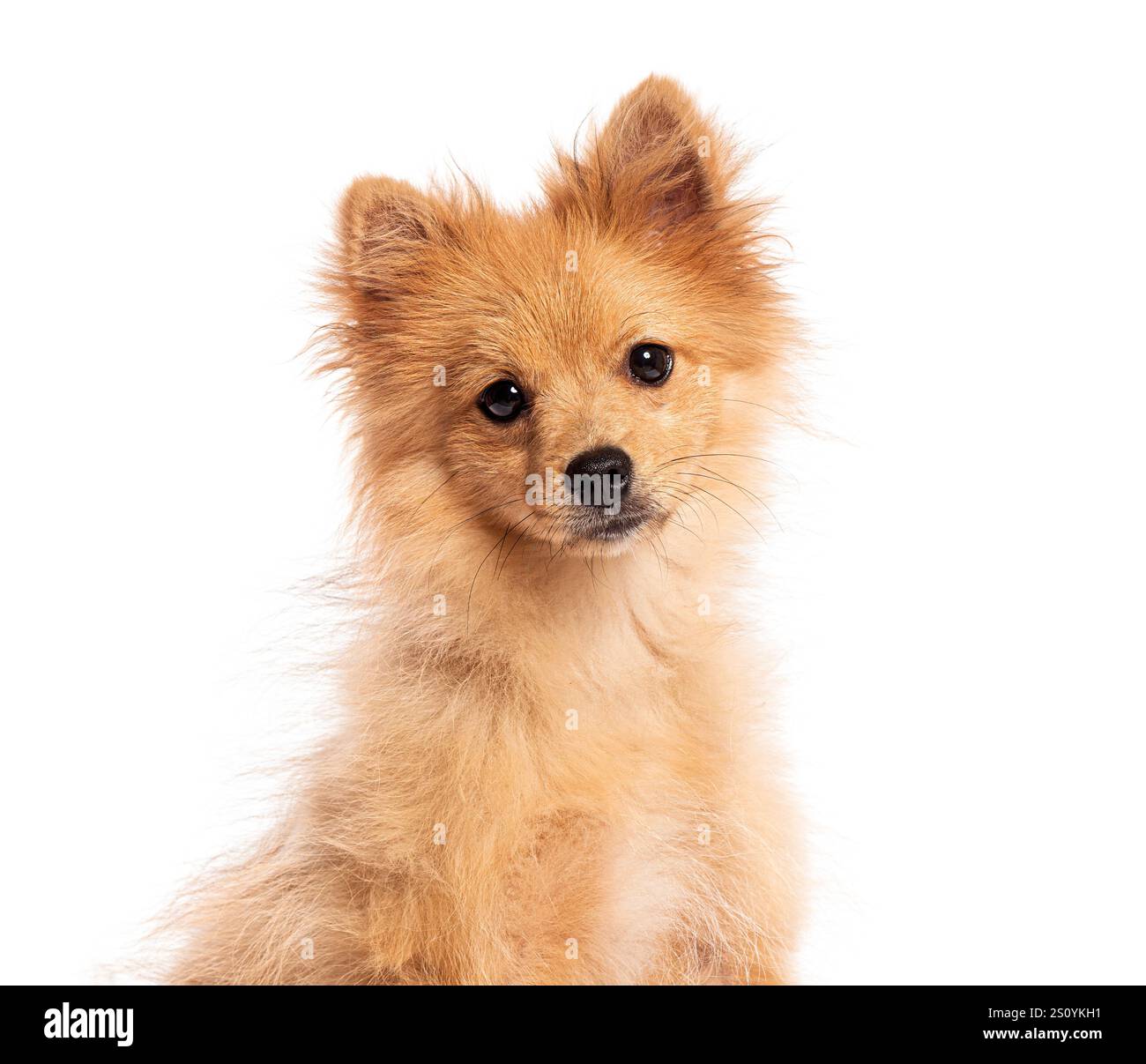 Cute german spitz klein puppy looking forward, isolated on white ...