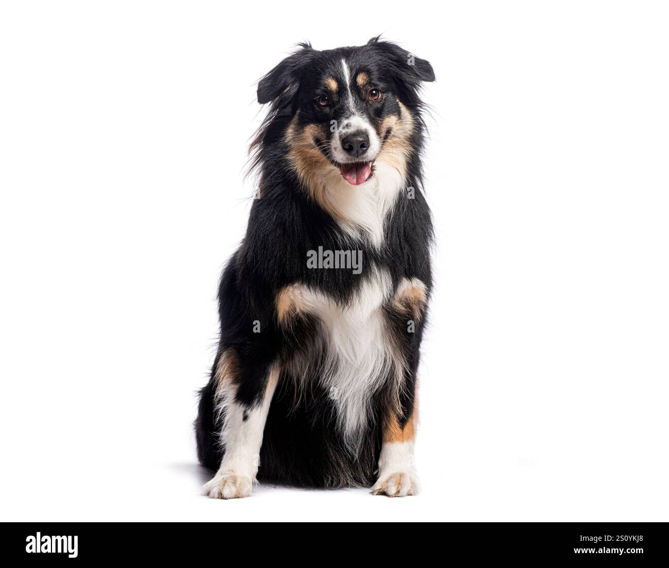 Happy australian shepherd dog sitting and panting on white background ...